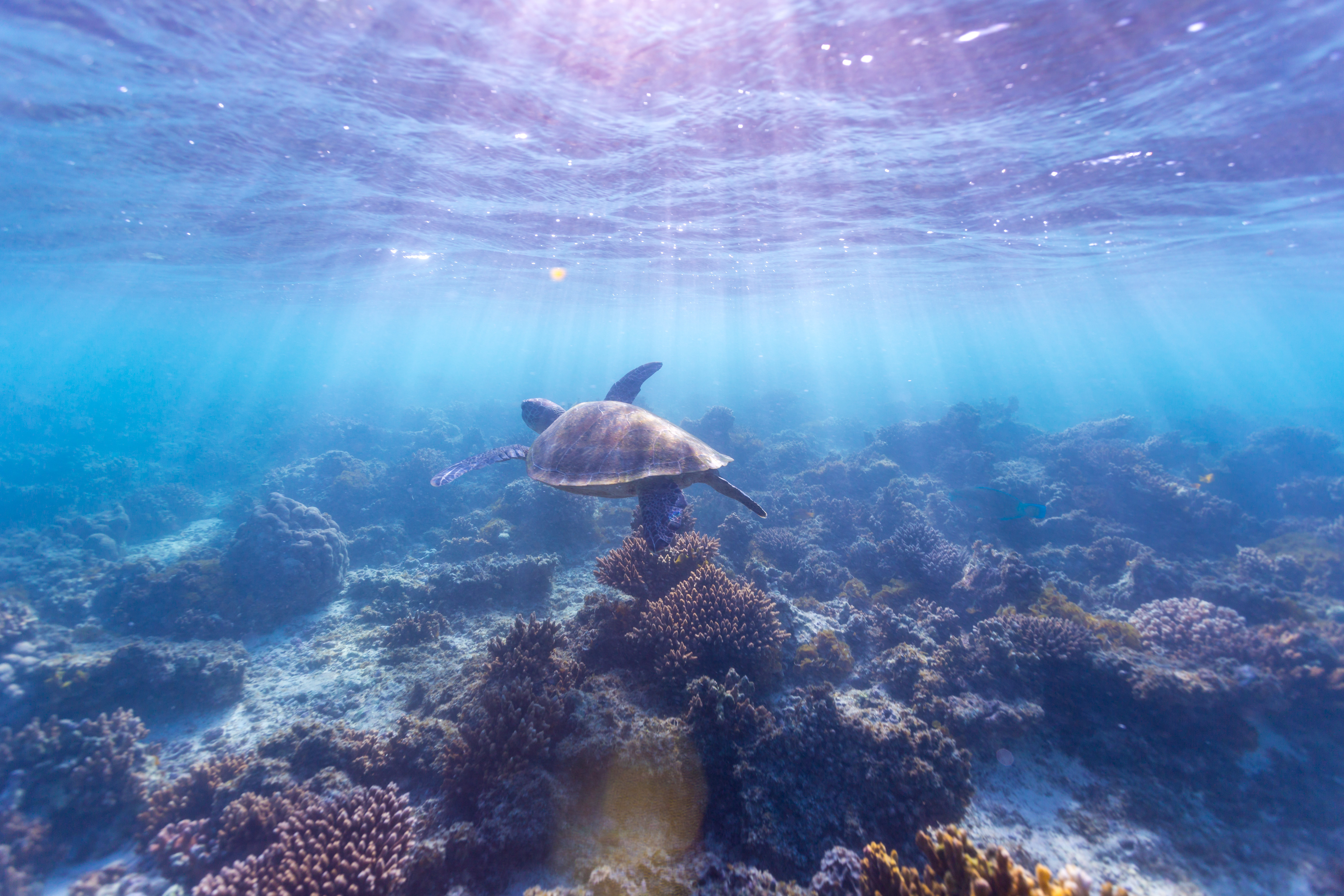 Turtle Season Exmouth & The Coral Coast + Hatching Times