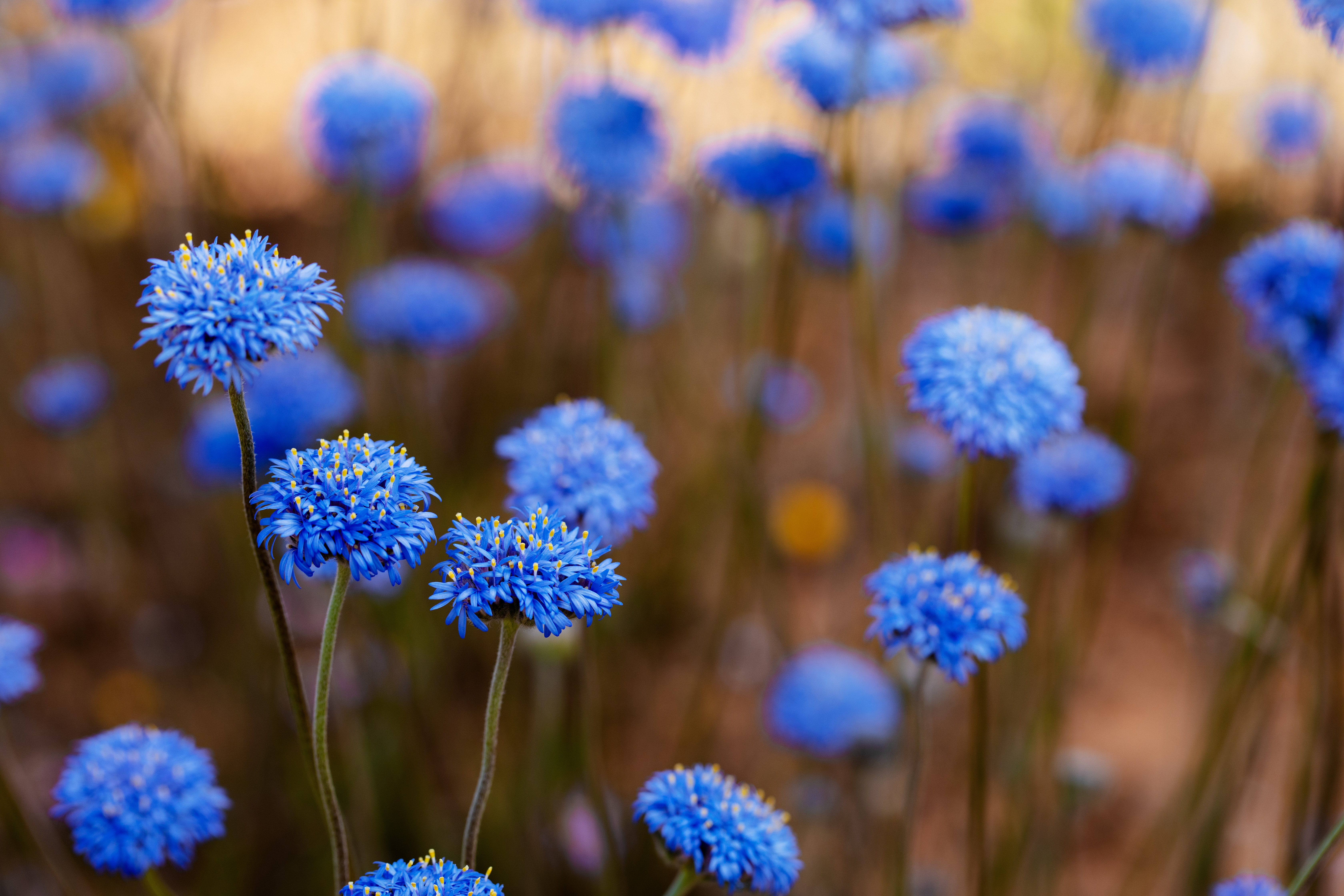 Maps | Australia's Coral Coast