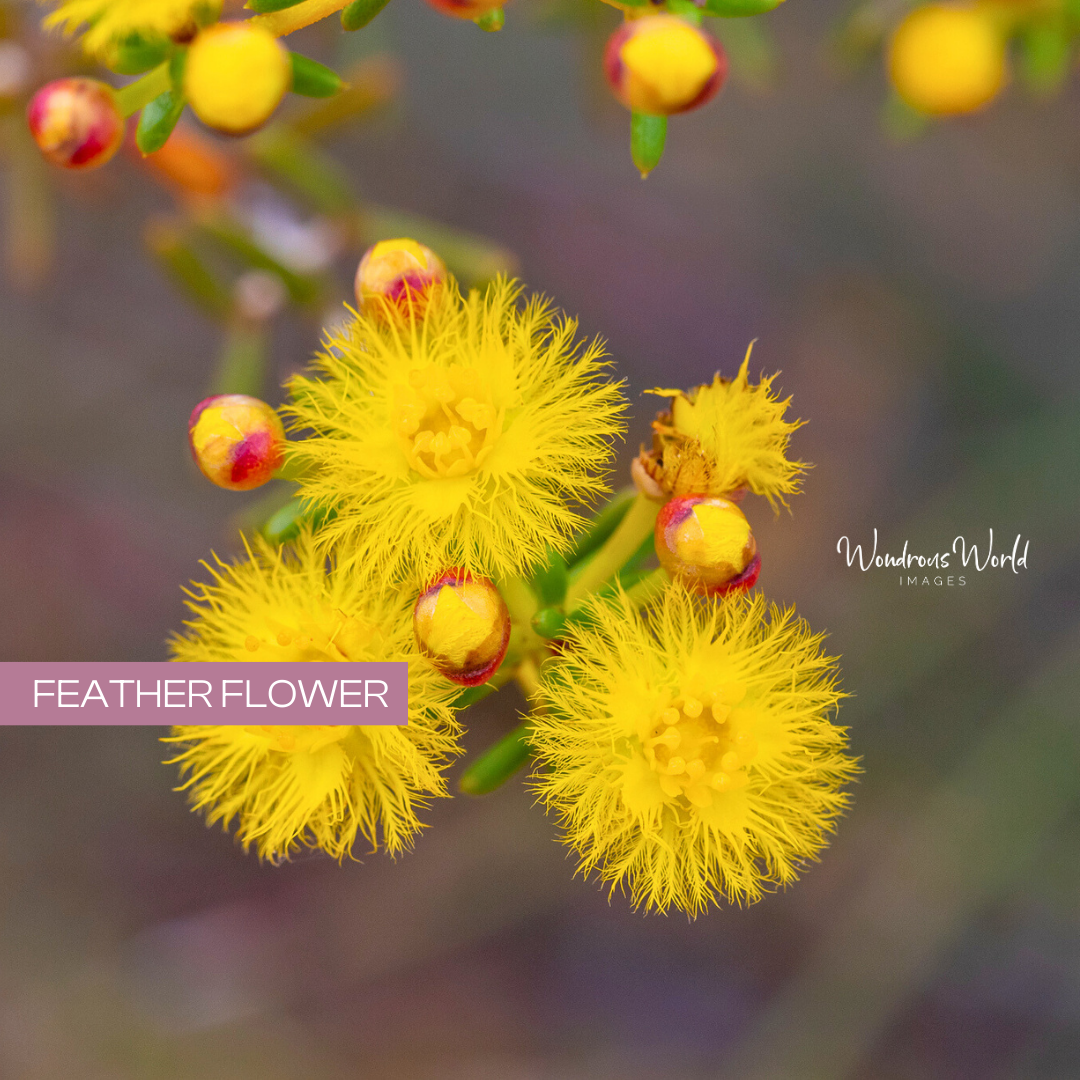 Where can I see wildflowers now in WA? | September 2025 Update