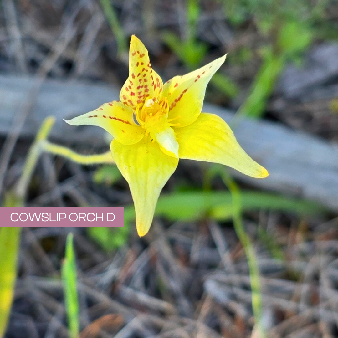 Where can I see wildflowers now in WA? | September 2025 Update