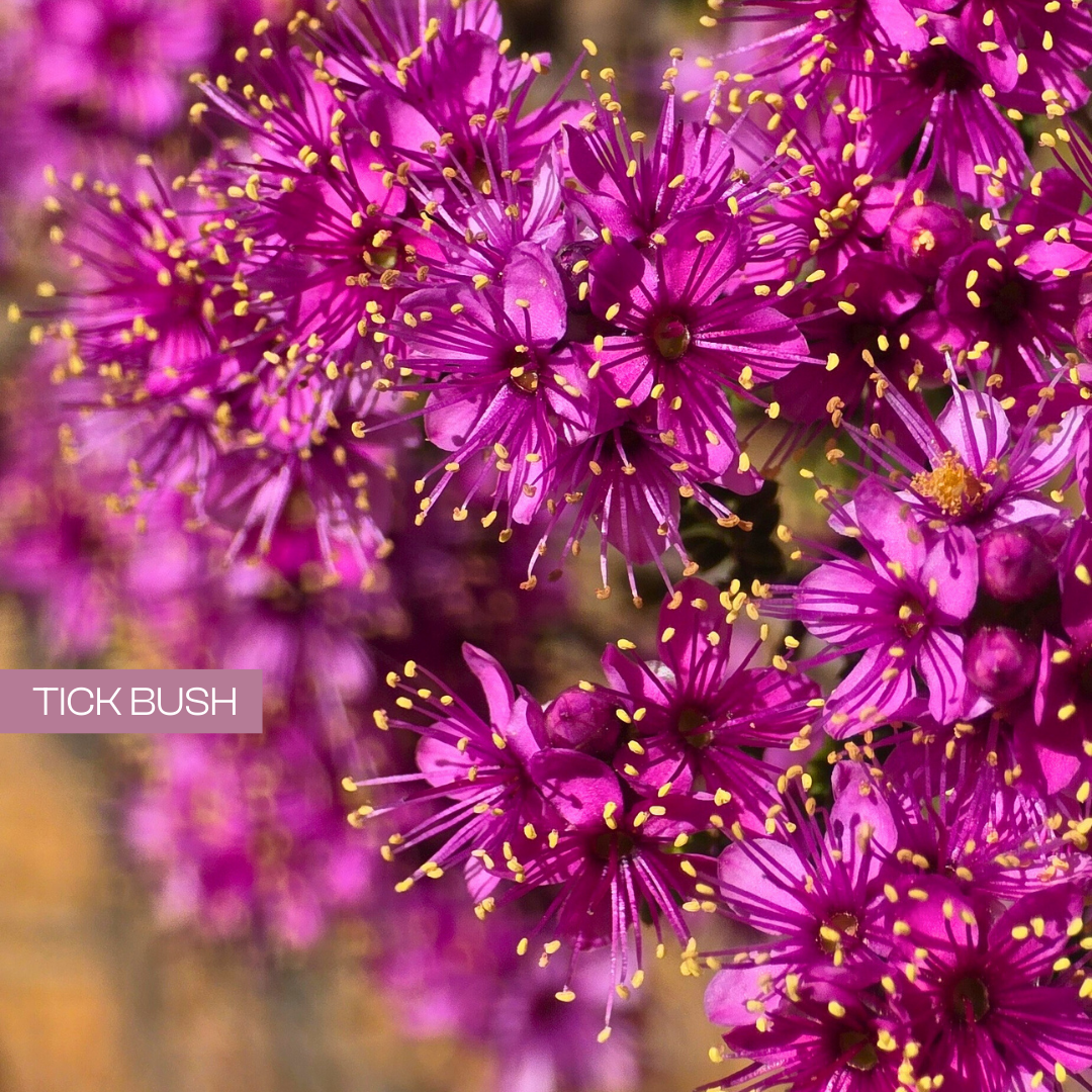 Where can I see wildflowers now in WA? | Oct 2025 Update