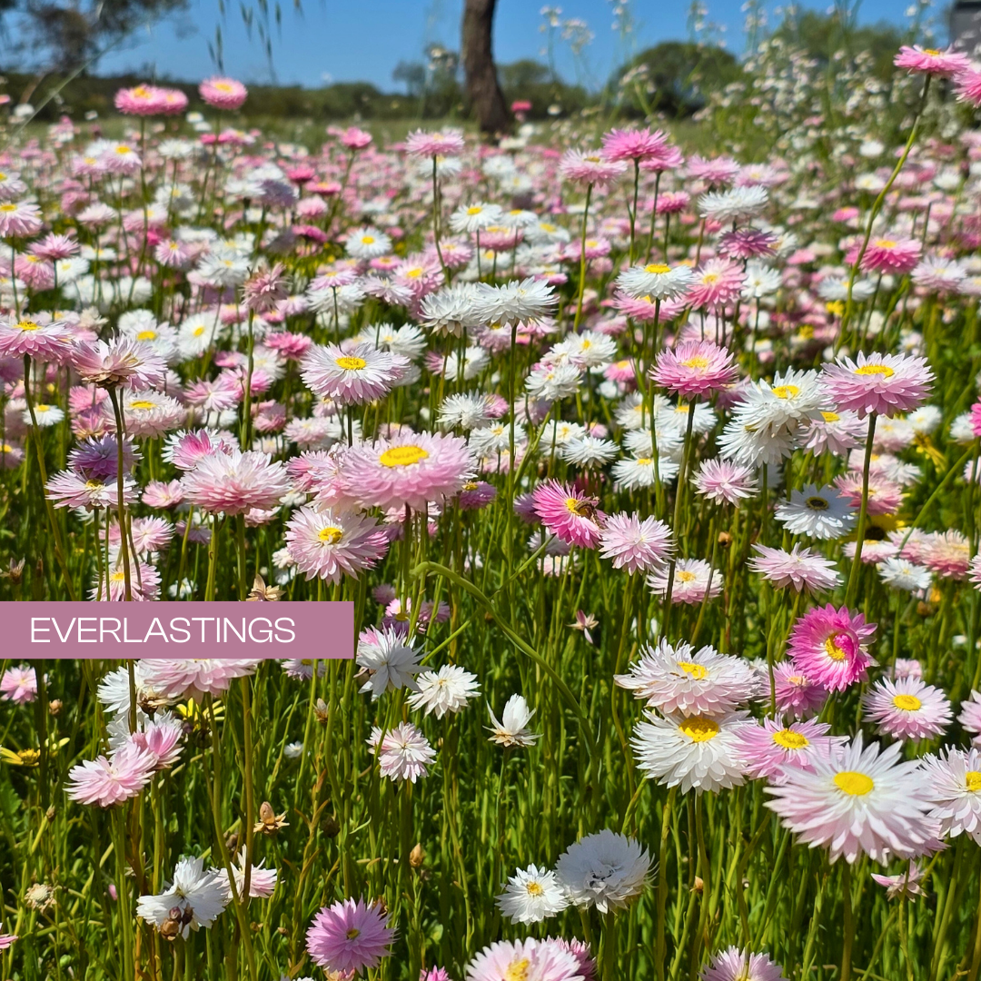 Where can I see wildflowers now in WA? | September 2025 Update