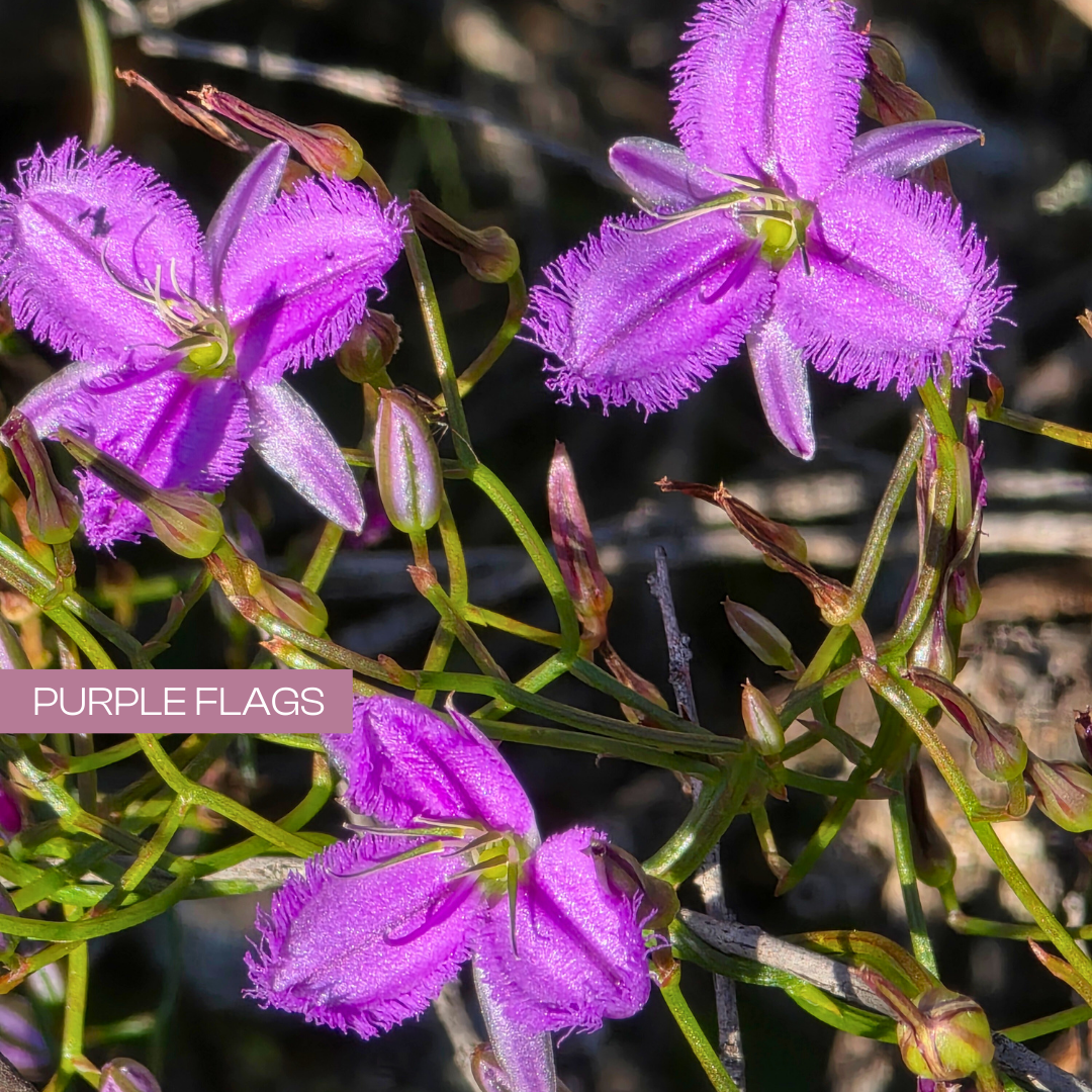 Where can I see wildflowers now in WA? | September 2025 Update