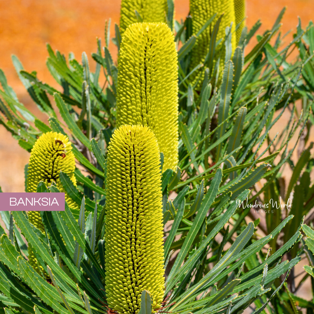 Where can I see wildflowers in WA? | Latest Updates