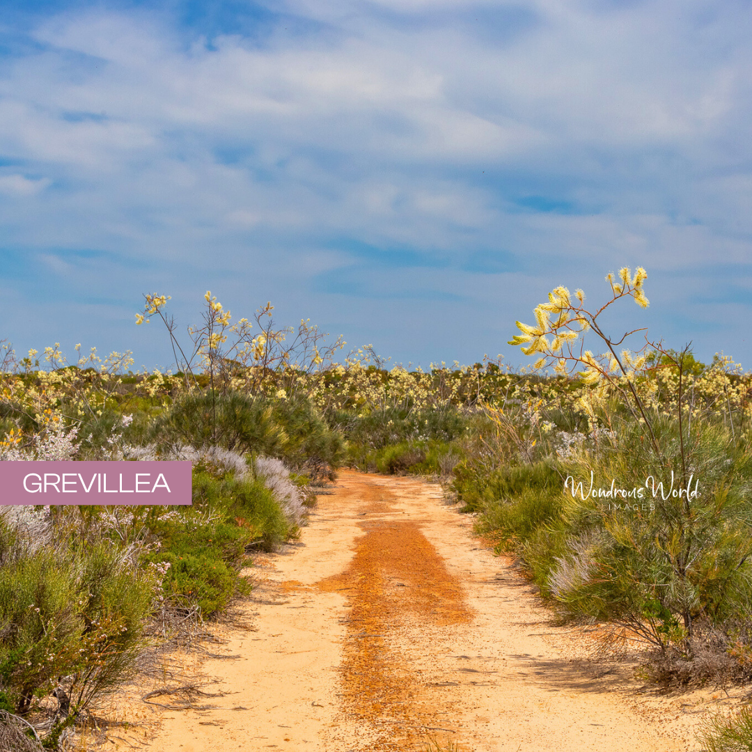 Where can I see wildflowers in WA? | Latest Updates