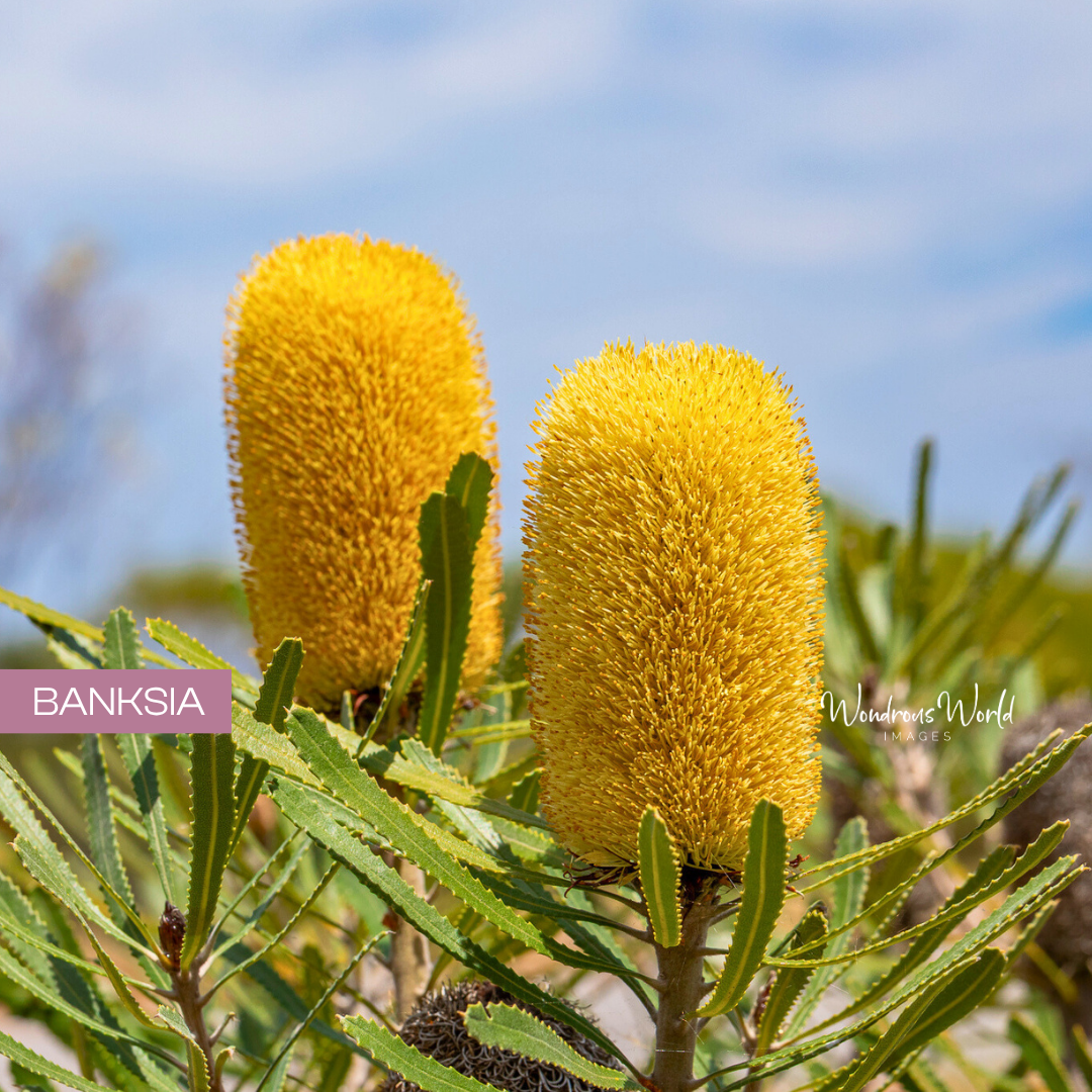 Where can I see wildflowers in WA? | Latest Updates