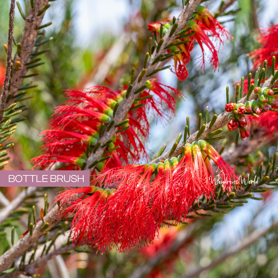 Where can I see wildflowers in WA? | Latest Updates
