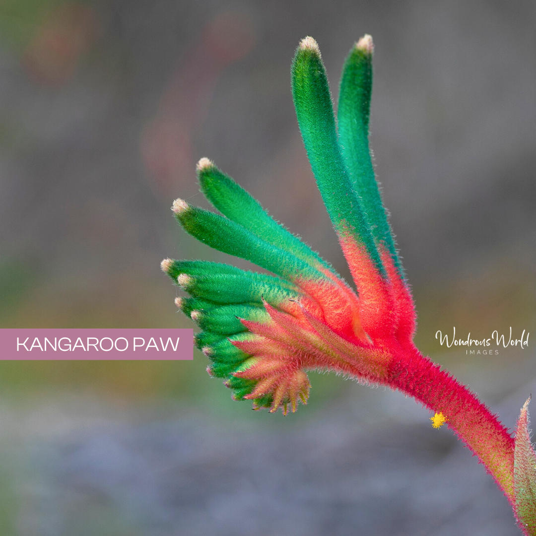 Where can I see wildflowers now in WA? | September 2025 Update