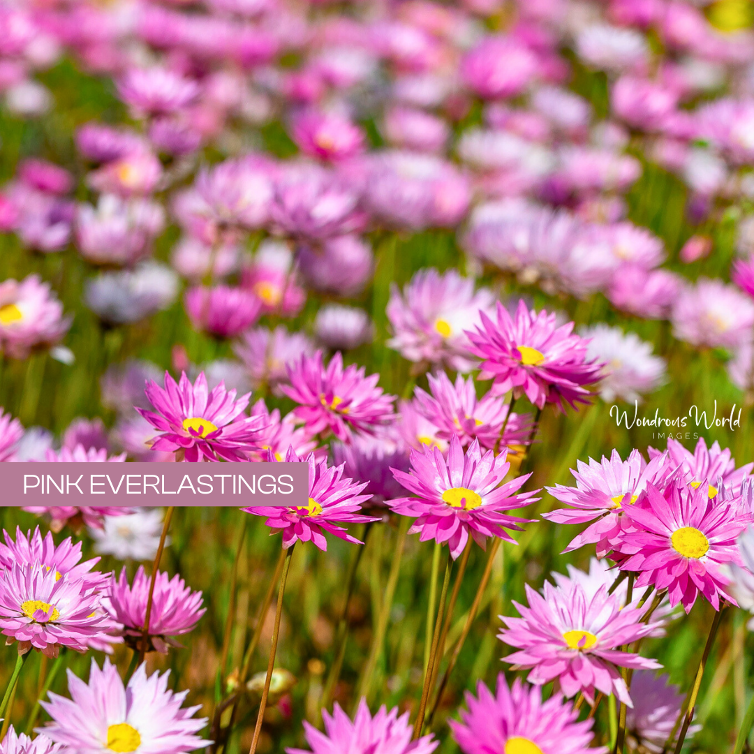 Where can I see wildflowers now in WA? | September 2025 Update