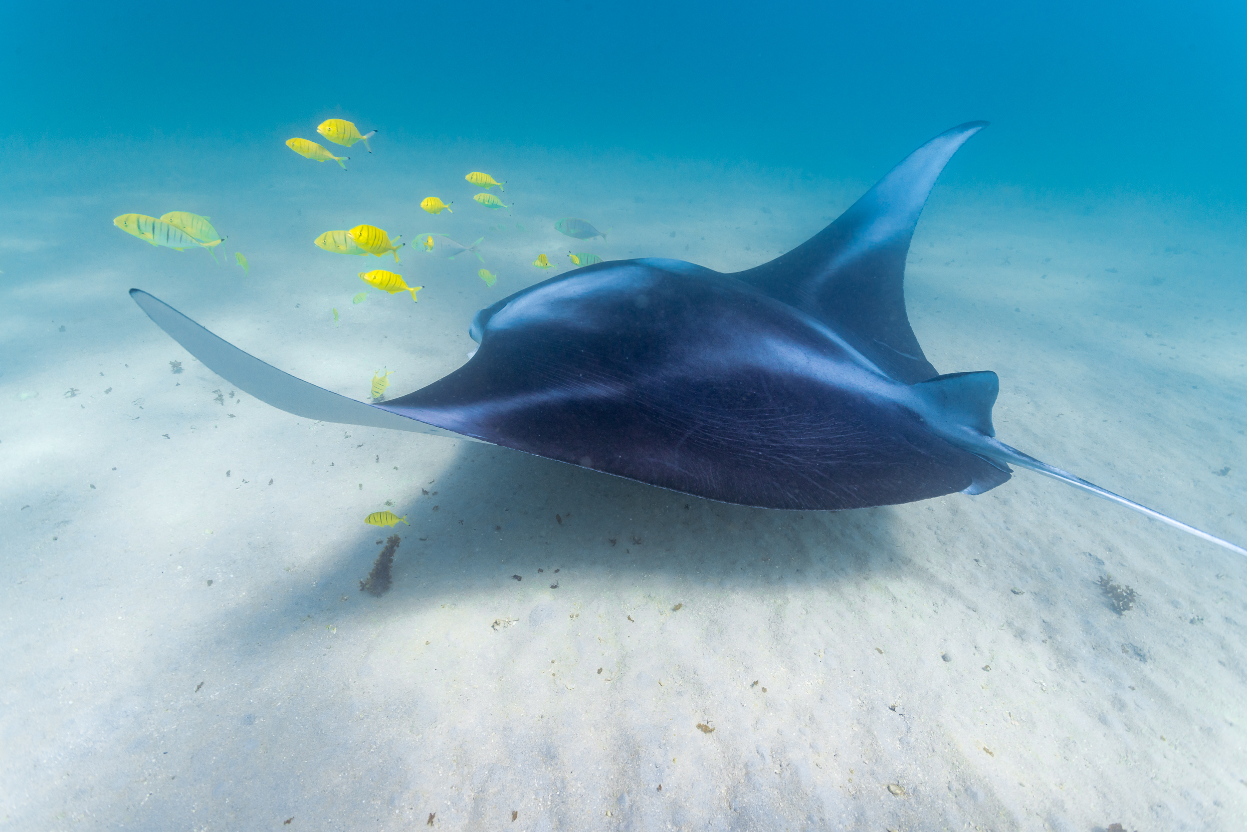 Swim with Manta Rays Coral Bay | Western… | Australia's Coral Coast