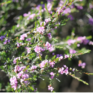 Geraldton Hikes and Trails | Australia's Coral Coast