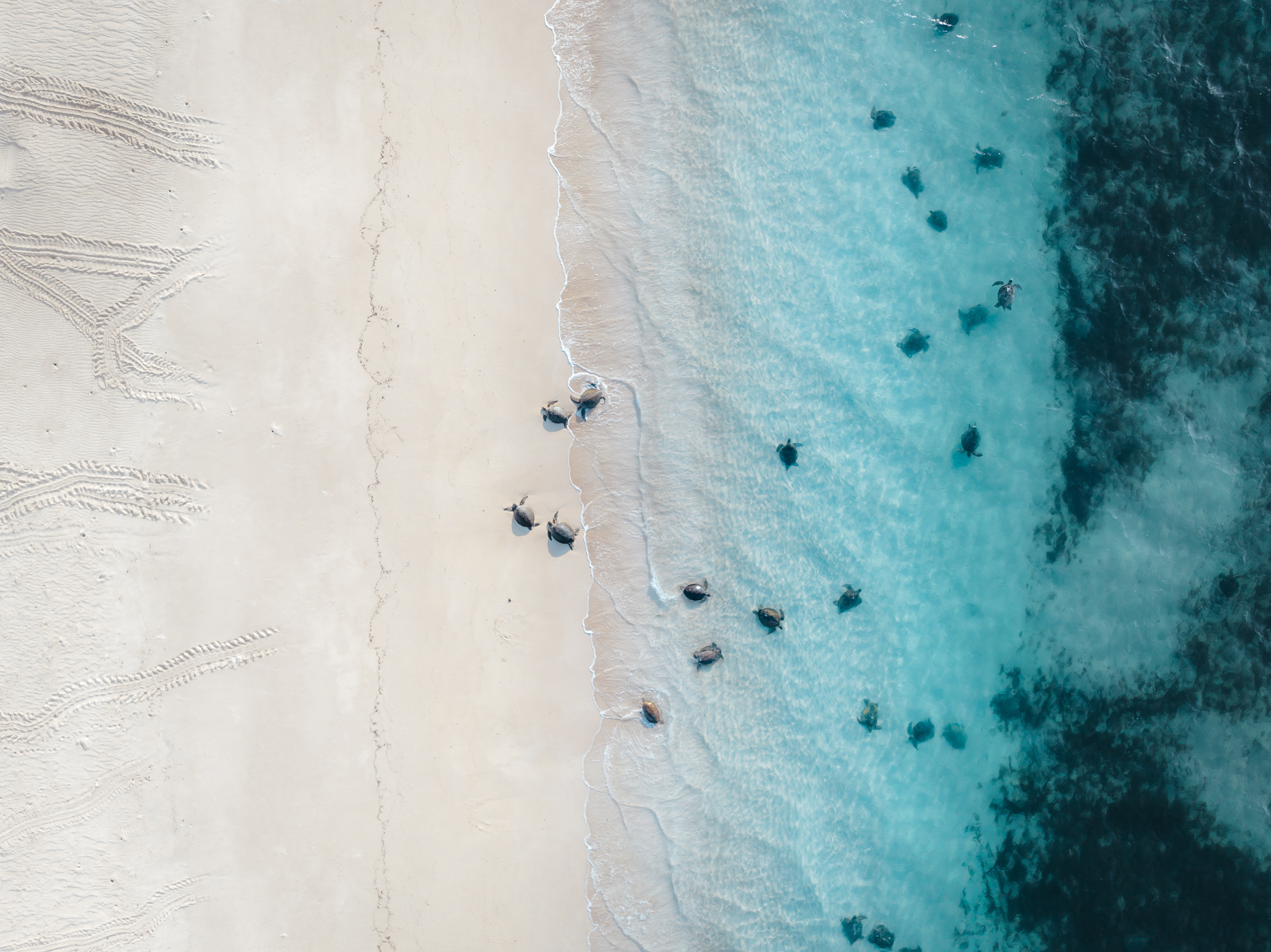 Turtles of the Coral Coast | Australia's Coral Coast