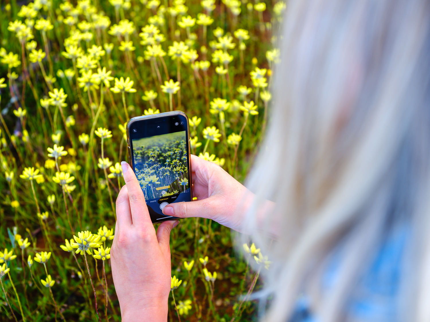 Wildflower Self-Drive Itineraries | Australia's Coral Coast