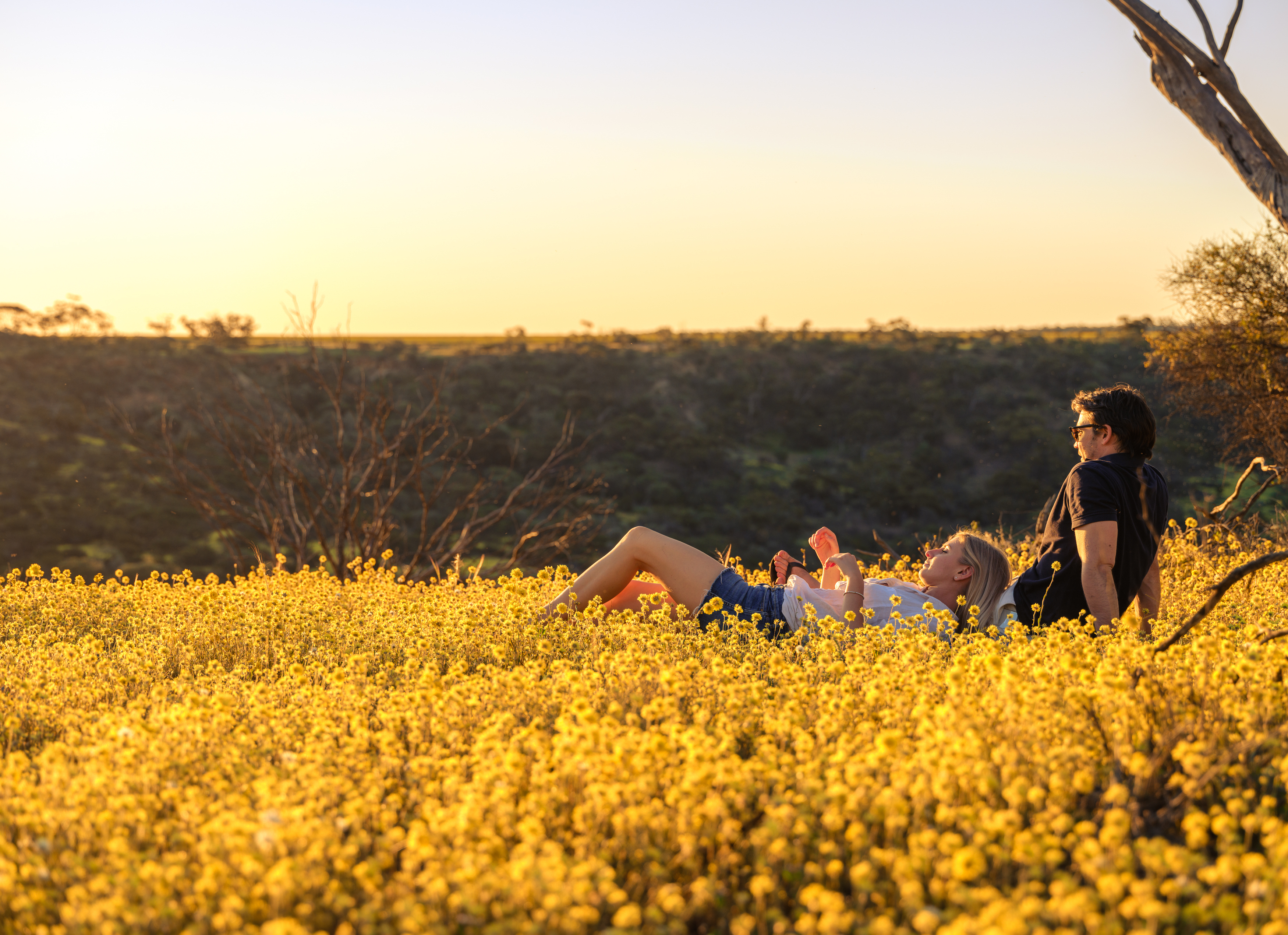 Best Places to See Wildflowers in Western… | Australia's Coral Coast