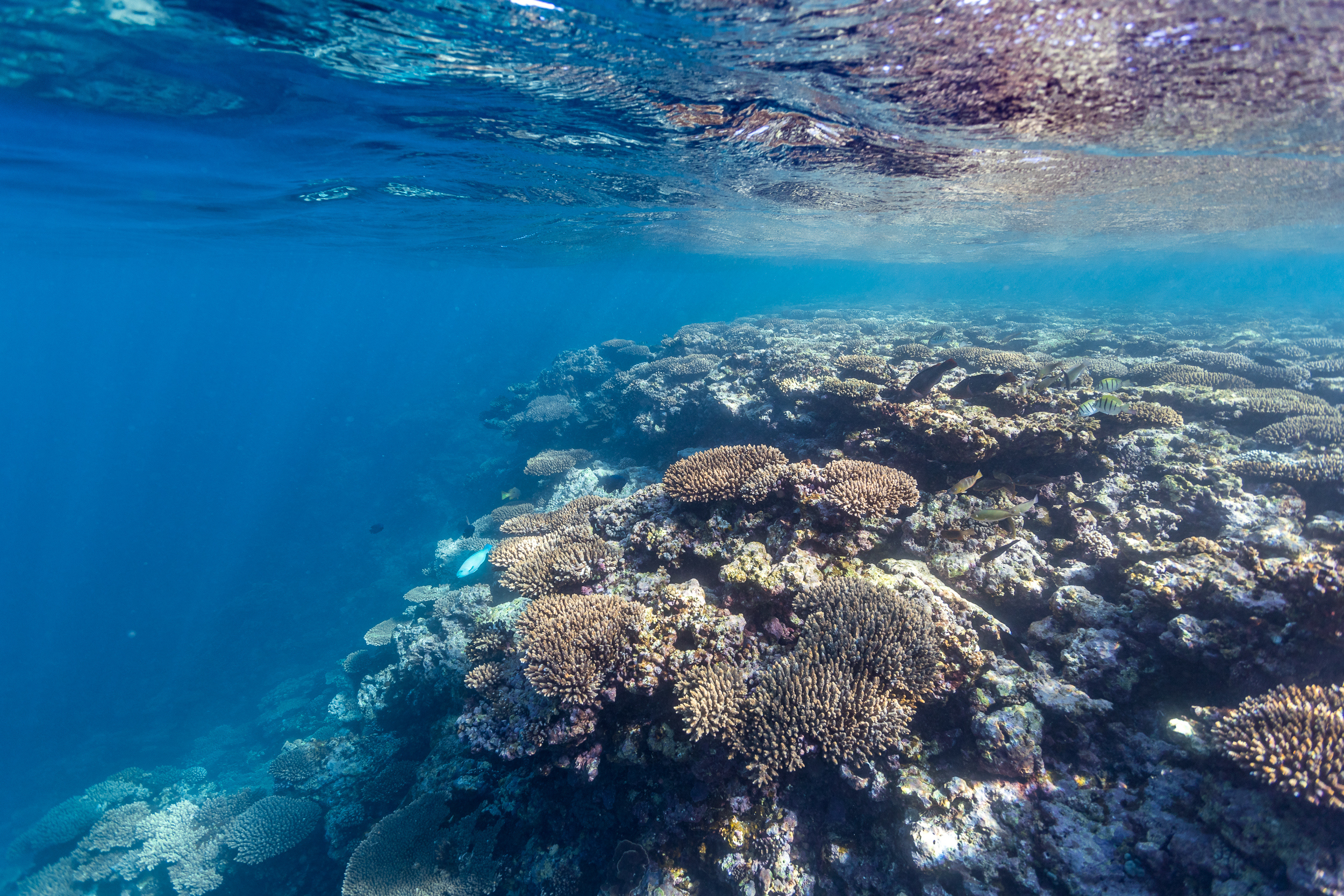 Top snorkel spots to add to your Coral… | Australia's Coral Coast