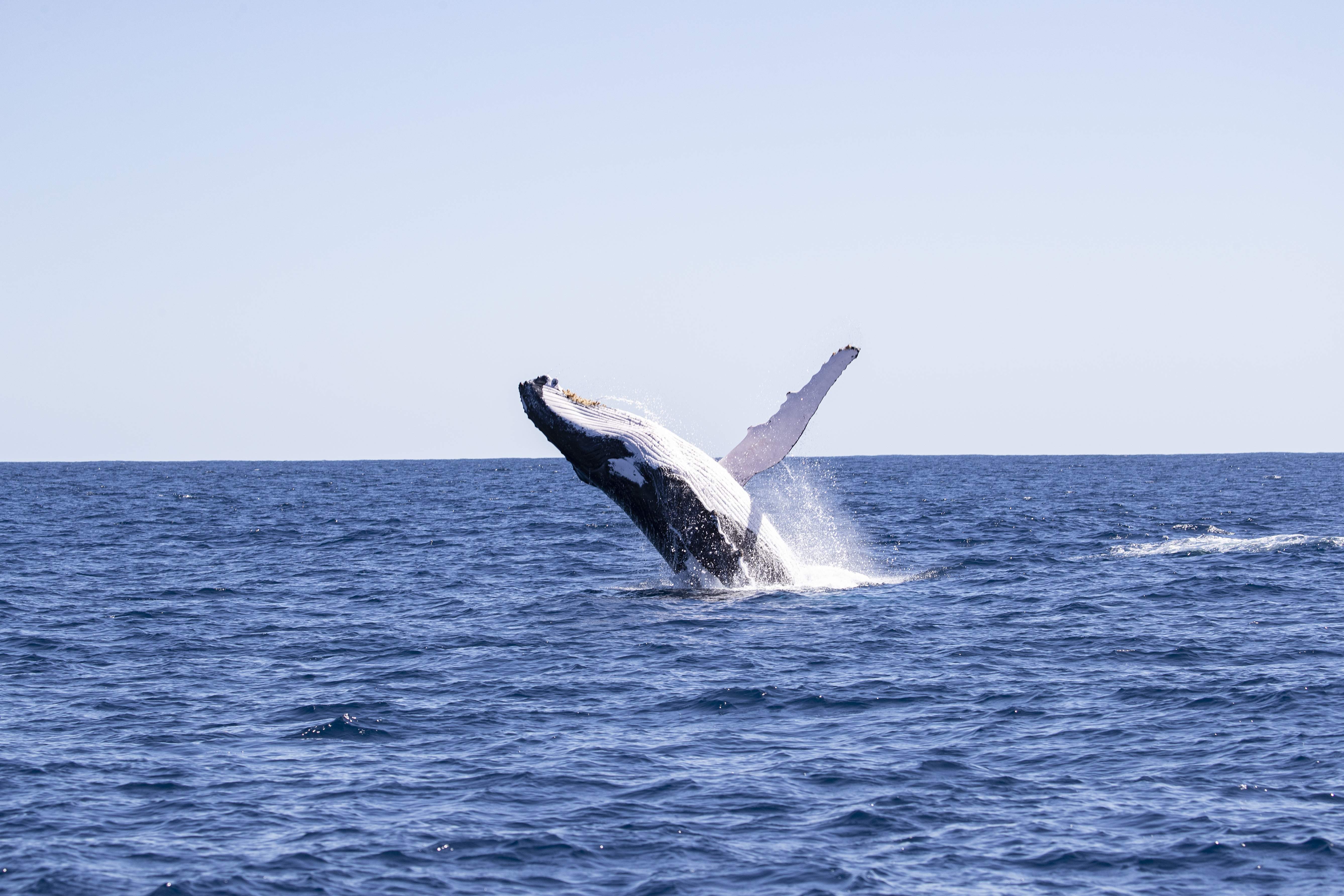 Tick a Humpback Whale Tour off Your Bucket… | Australia's Coral Coast