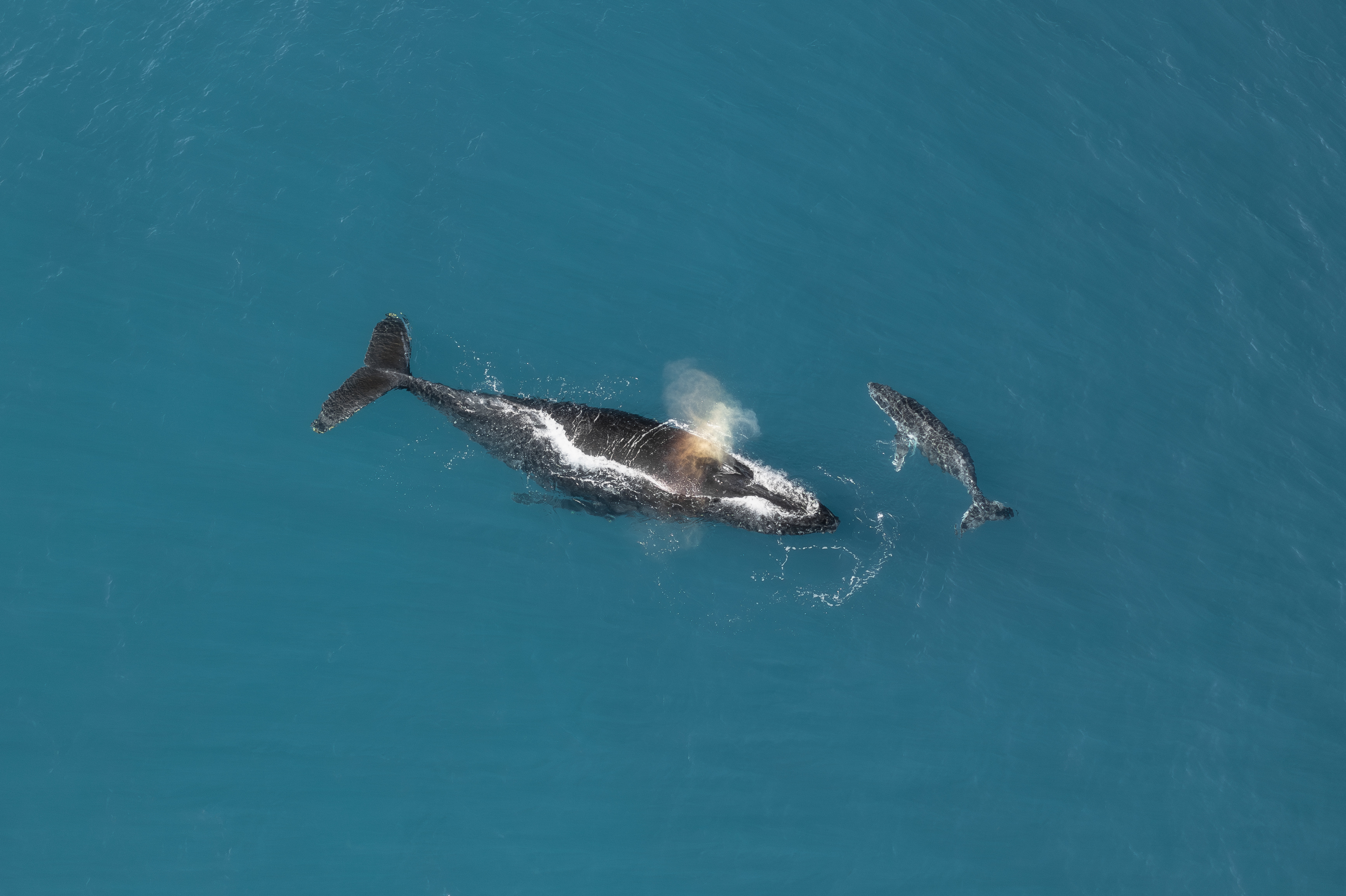 Protecting the gentle giants of Ningaloo… | Australia's Coral Coast