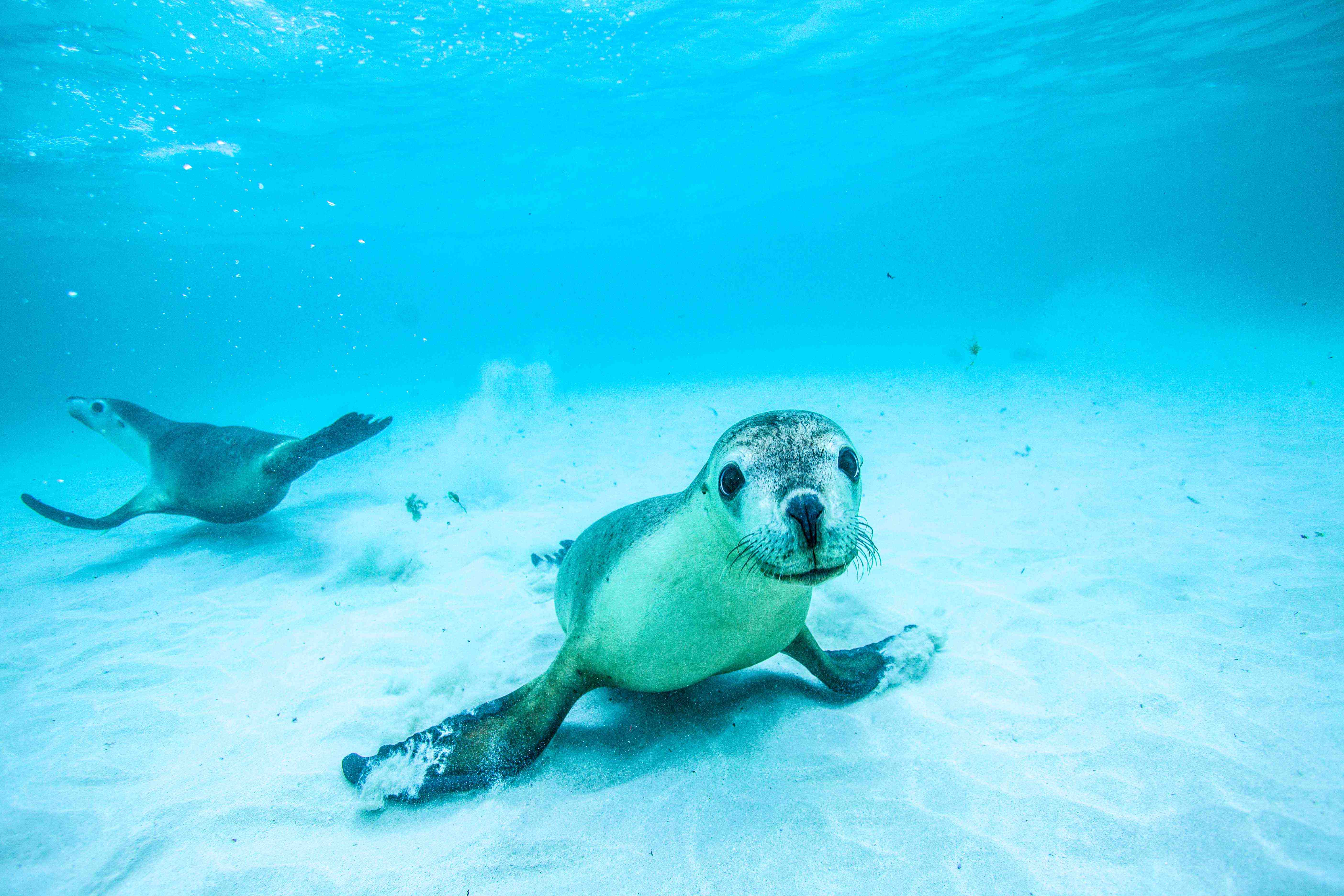 Coral Coast Surfing: Exmouth, Kalbarri, Coral Bay & More!