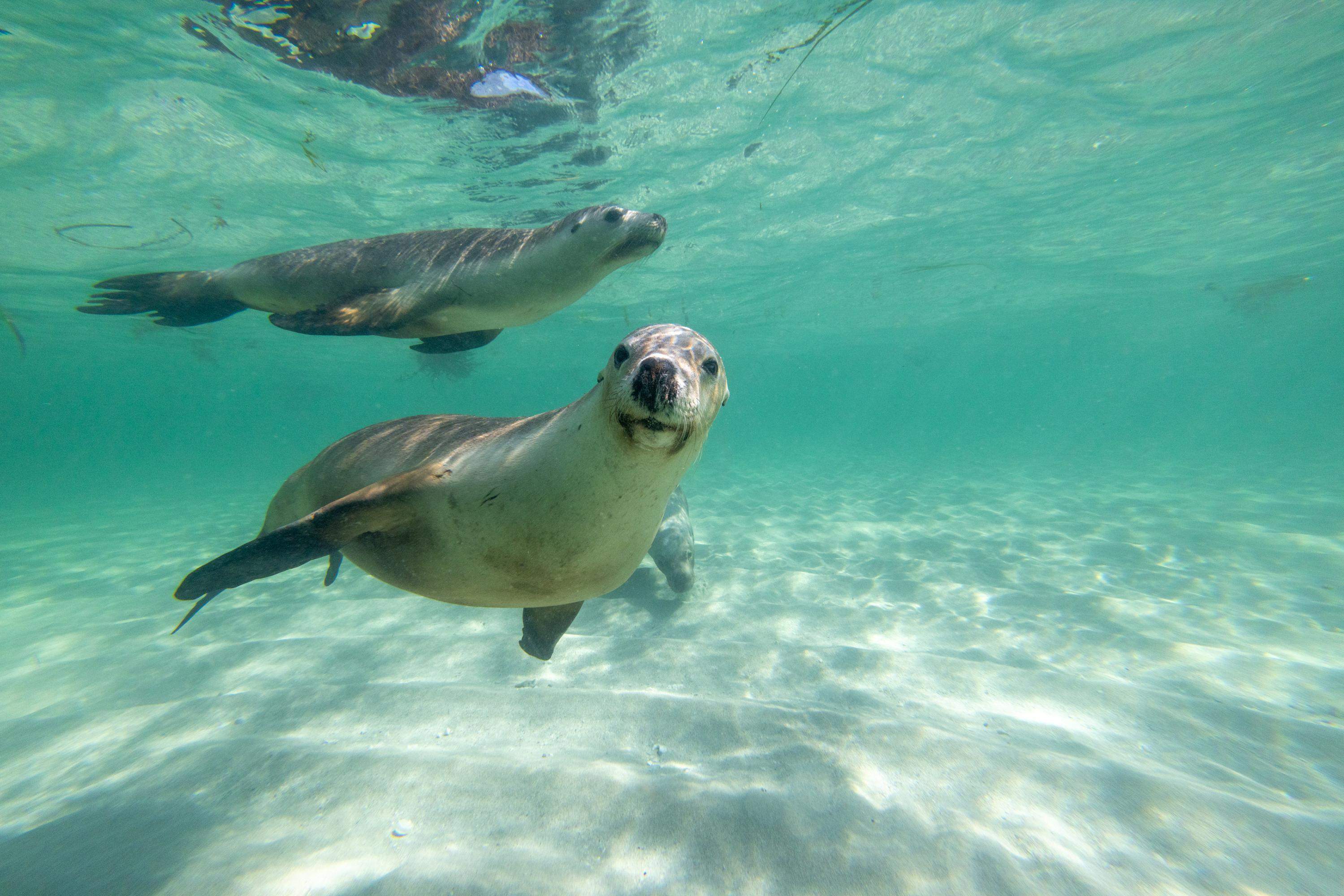 Jurien Bay Sea Lions - Tours & Cruises | Australia's Coral Coast