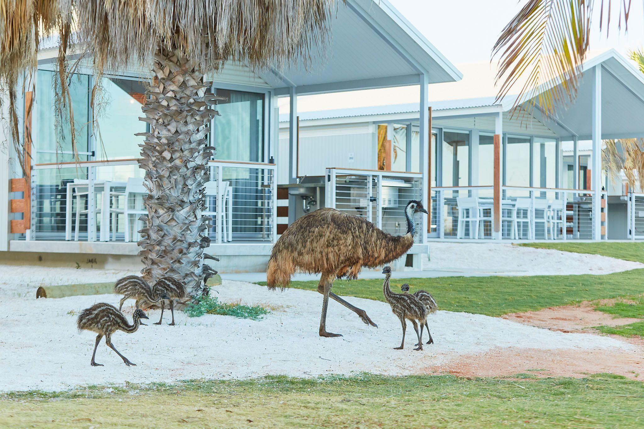 Monkey Mia Getaway | Australia's Coral Coast