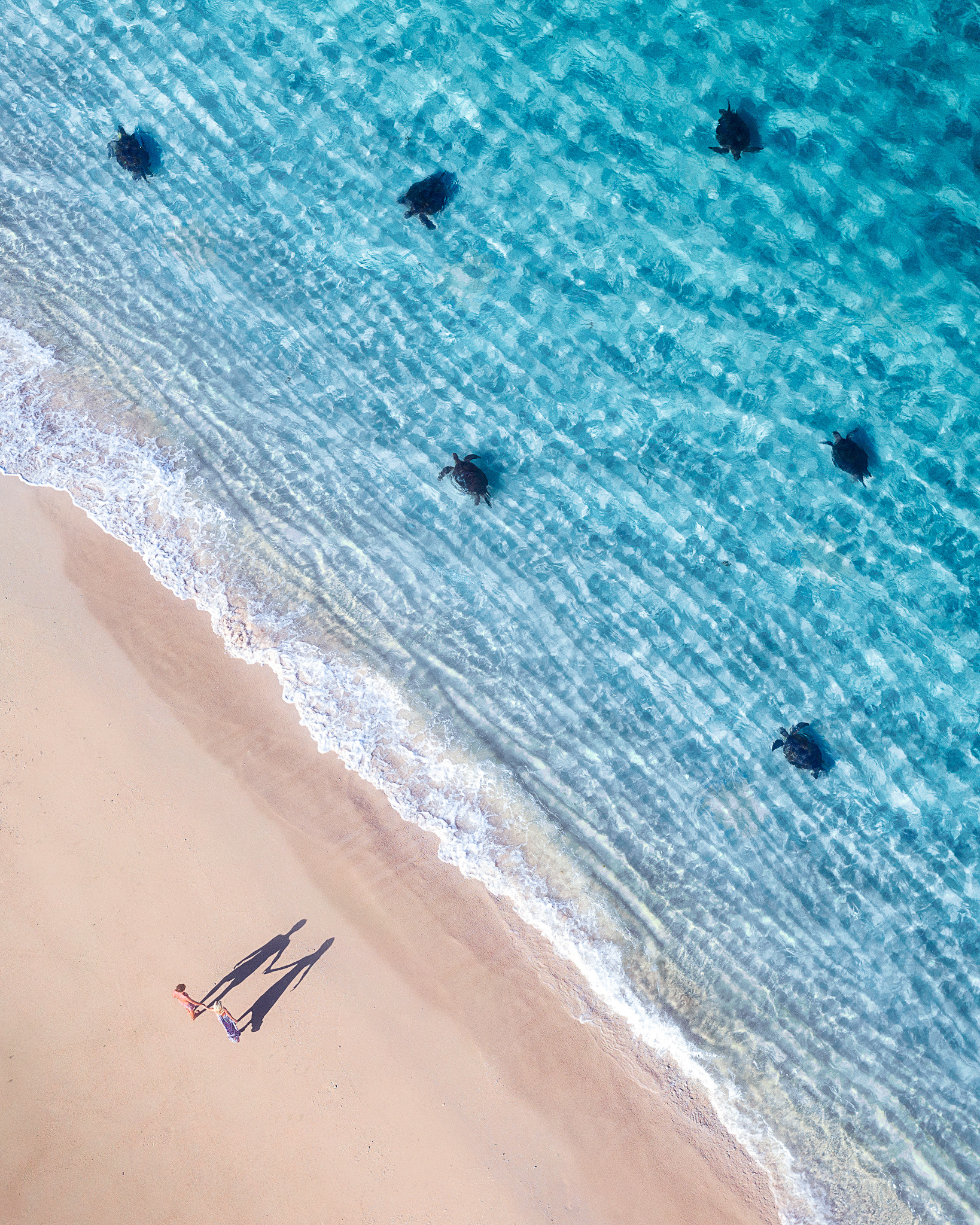 Turtle Season Exmouth & The Coral Coast + Hatching Times