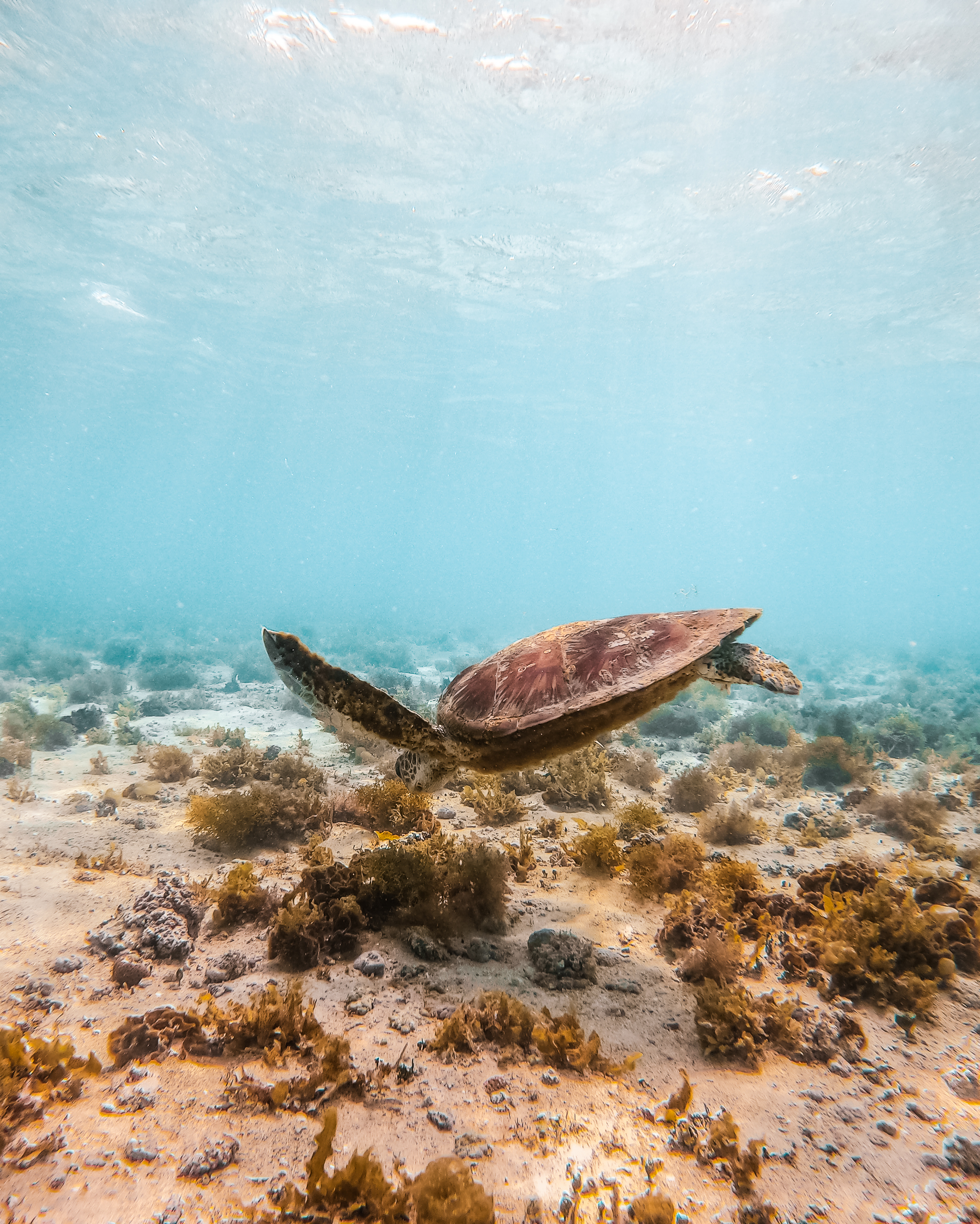 Turtle Breeding Season on Australia's Coral Coast