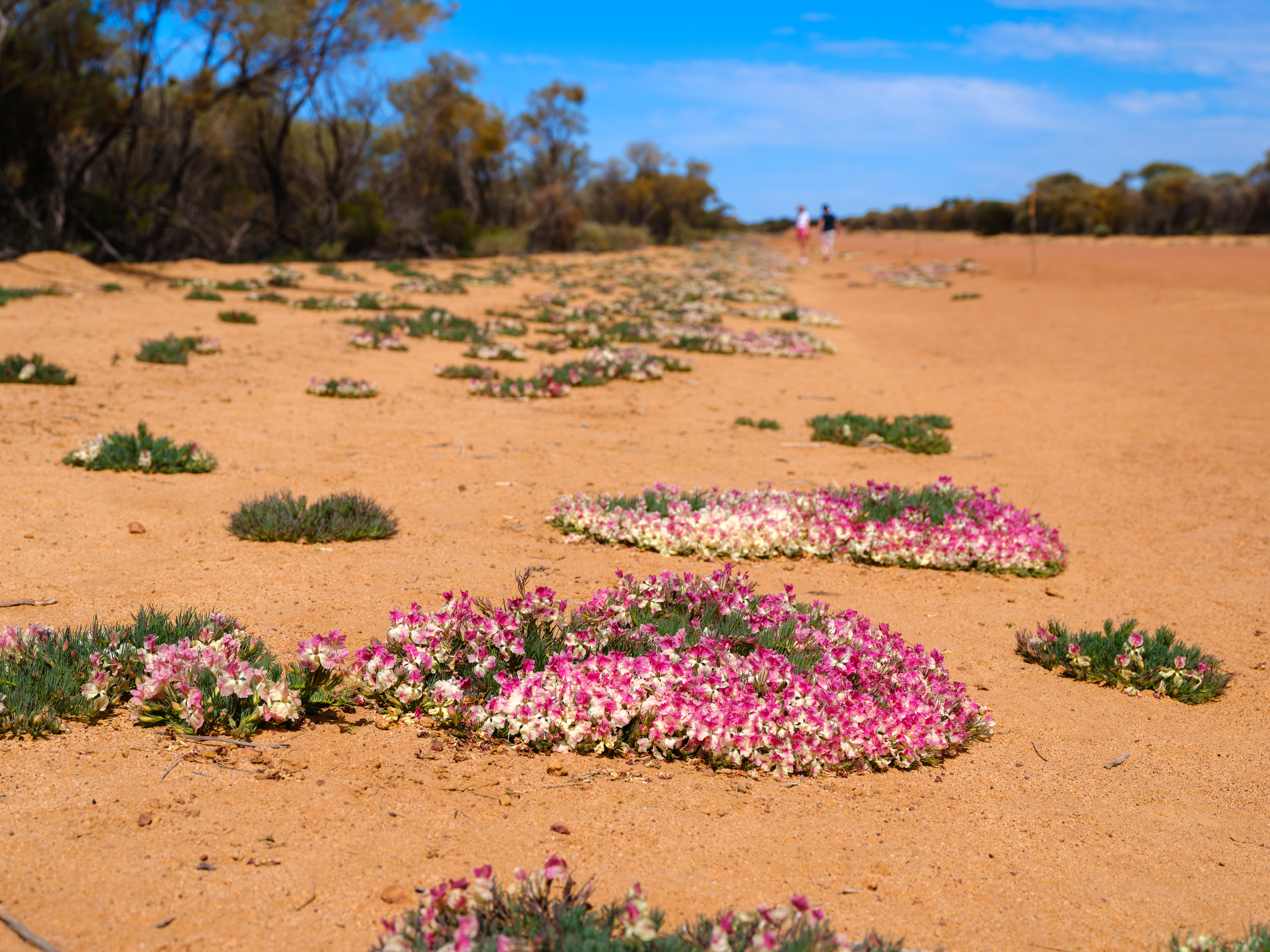 Mullewa | Australia's Coral Coast