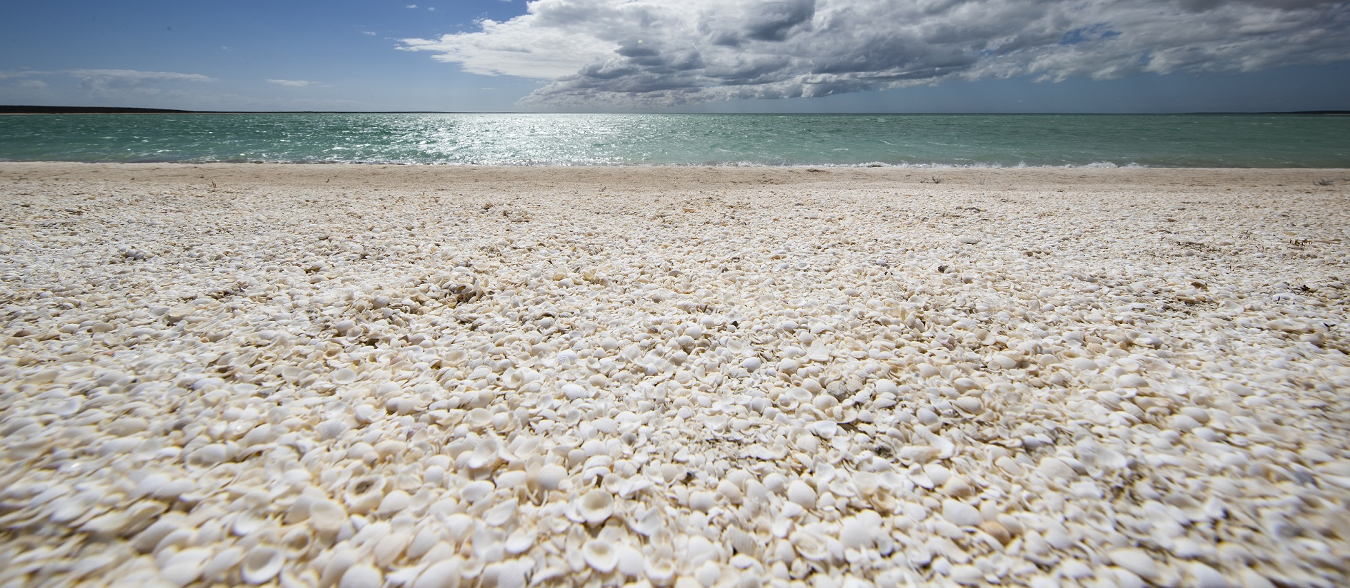 Shell Beach | Australia's Coral Coast | Australia's Coral Coast
