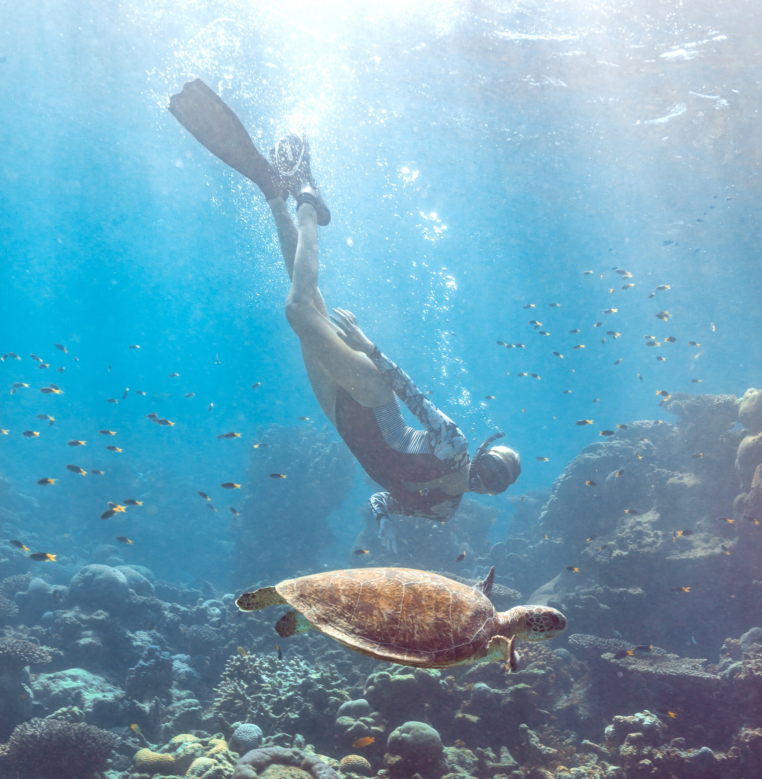 Turtle Season Exmouth & The Coral Coast + Hatching Times