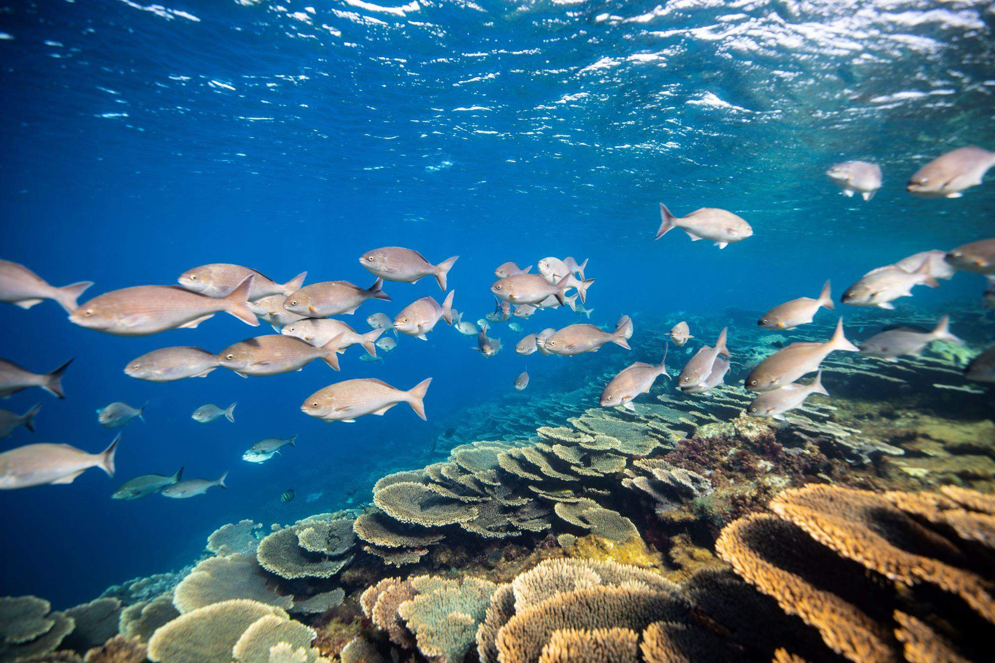 Top snorkel spots to add to your Coral… | Australia's Coral Coast