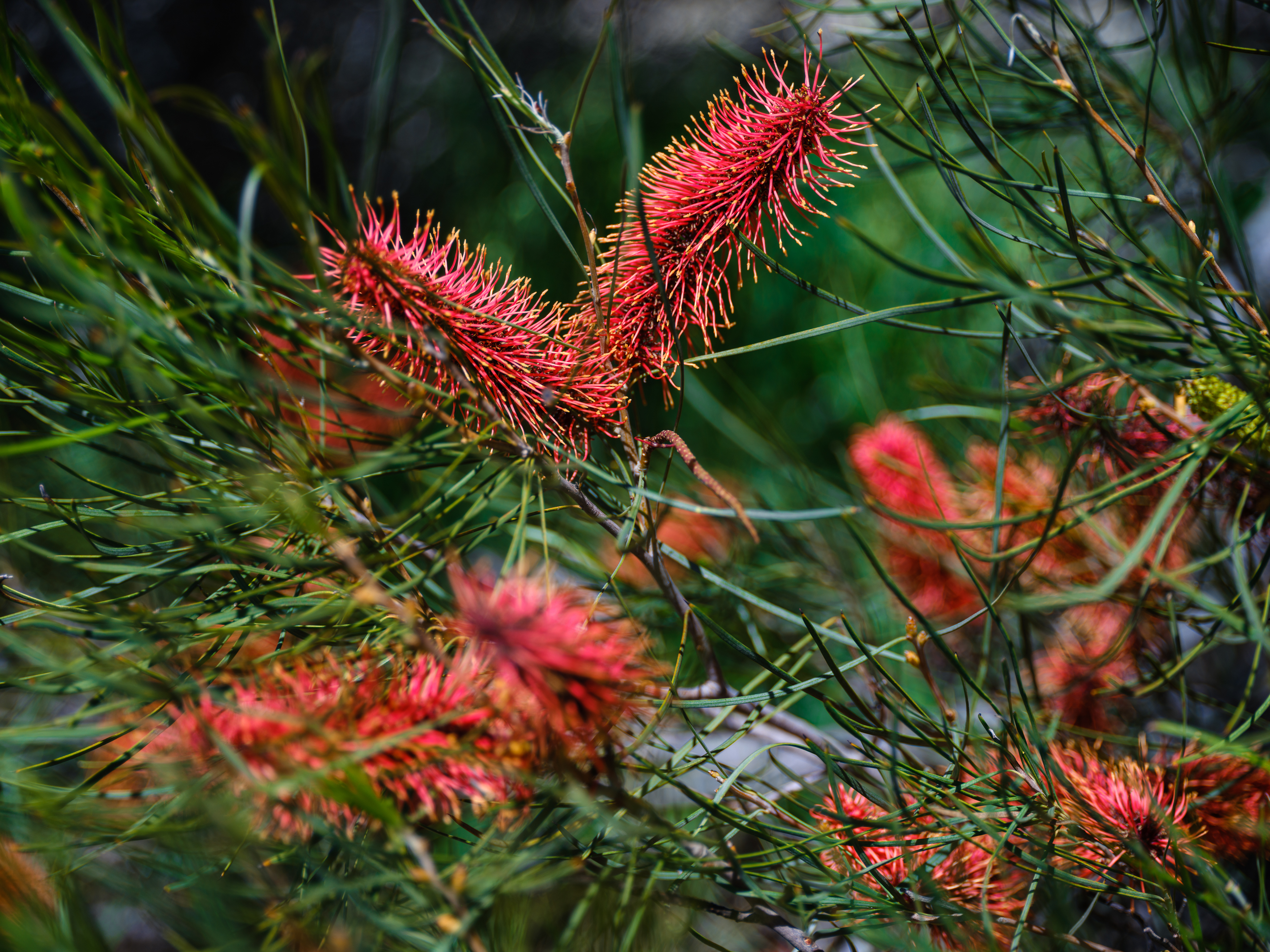 Wildflower Country | Australia's Coral Coast