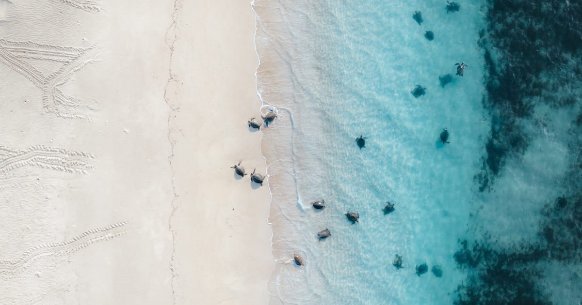 Turtle Season Exmouth & The Coral Coast + Hatching Times