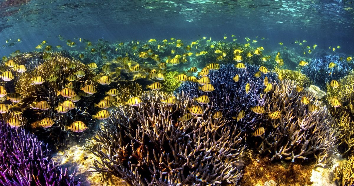 Marine Parks | Australia's Coral Coast