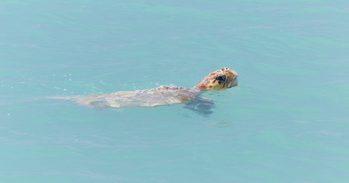 Turtle Breeding Season on Australia's Coral Coast