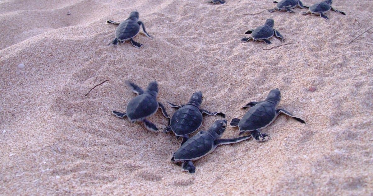 Turtles of the Coral Coast | Australia's Coral Coast