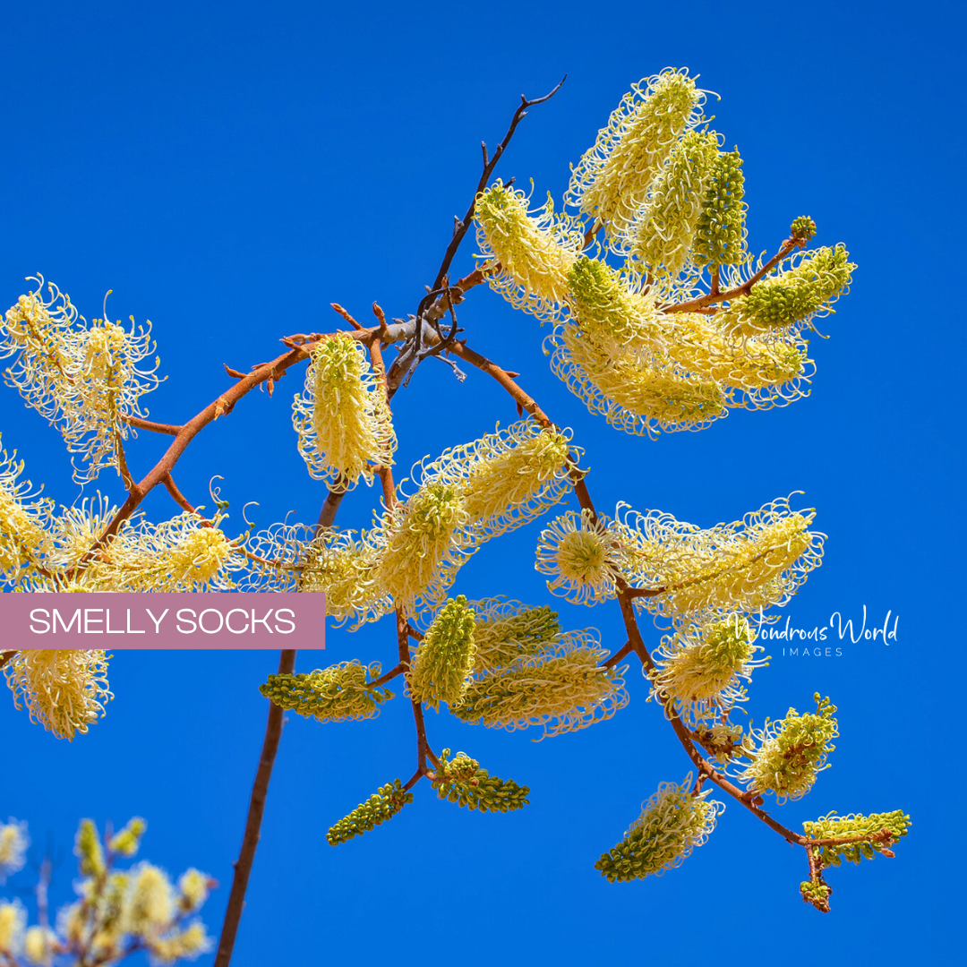 Where can I see wildflowers in WA? | Latest Updates
