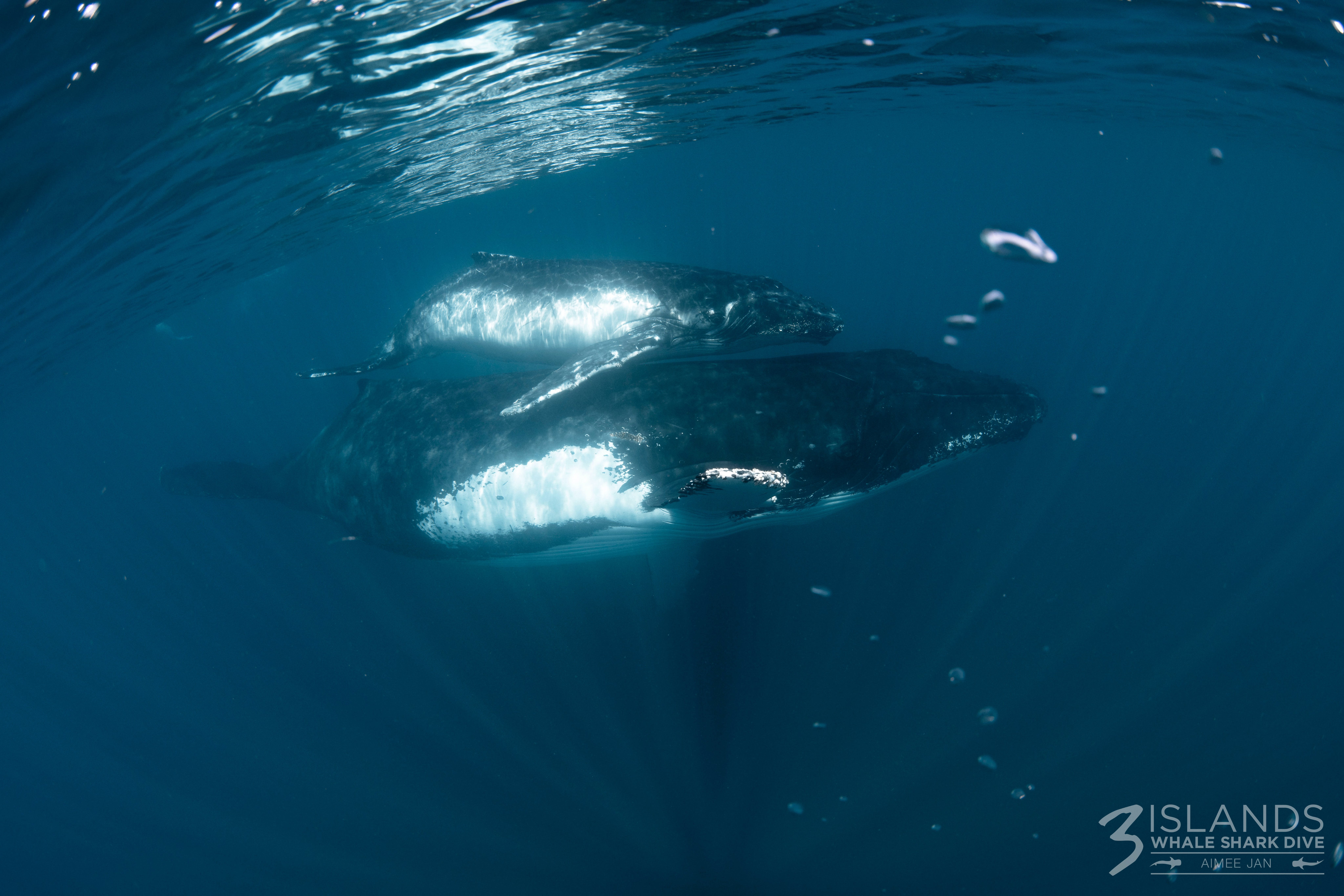 Humpback Whale Interaction Tour | Australia's Coral Coast