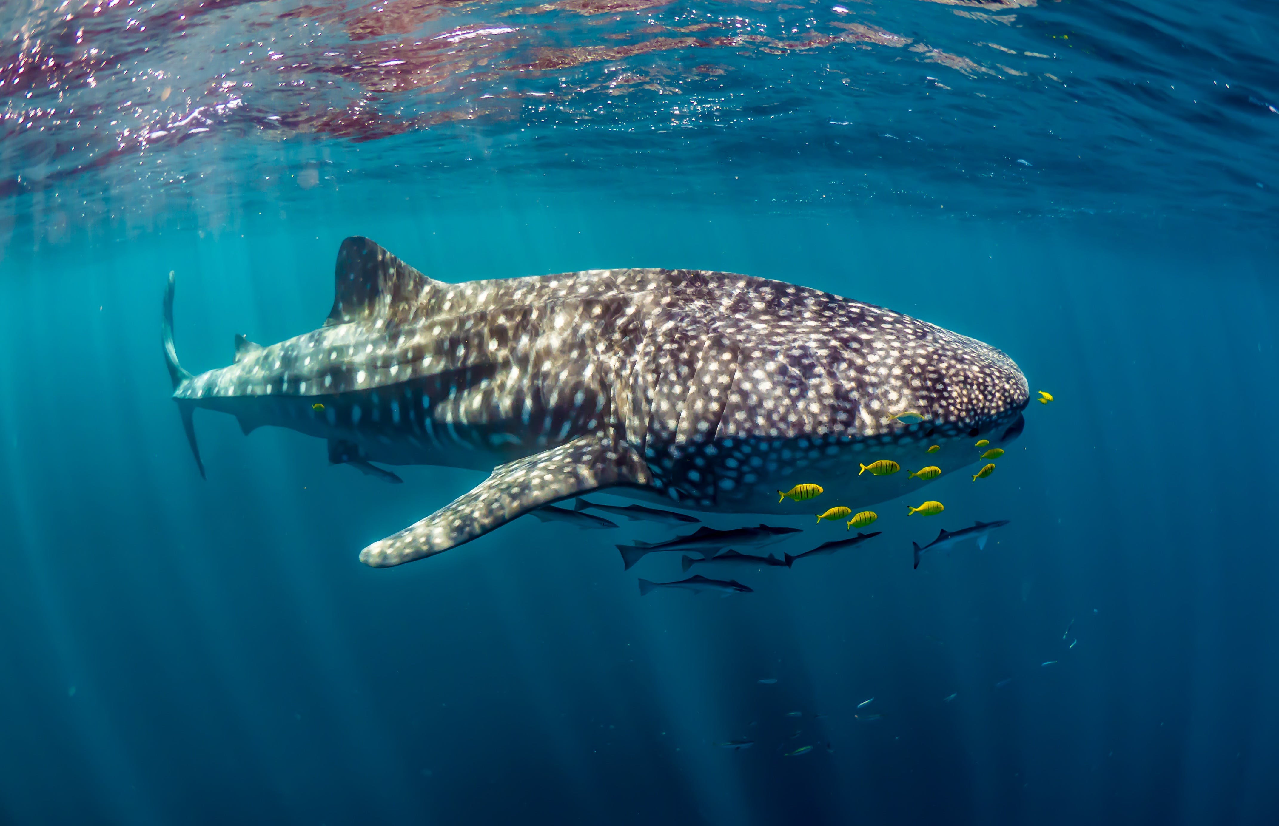 Ocean Eco Adventures | Australia's Coral Coast