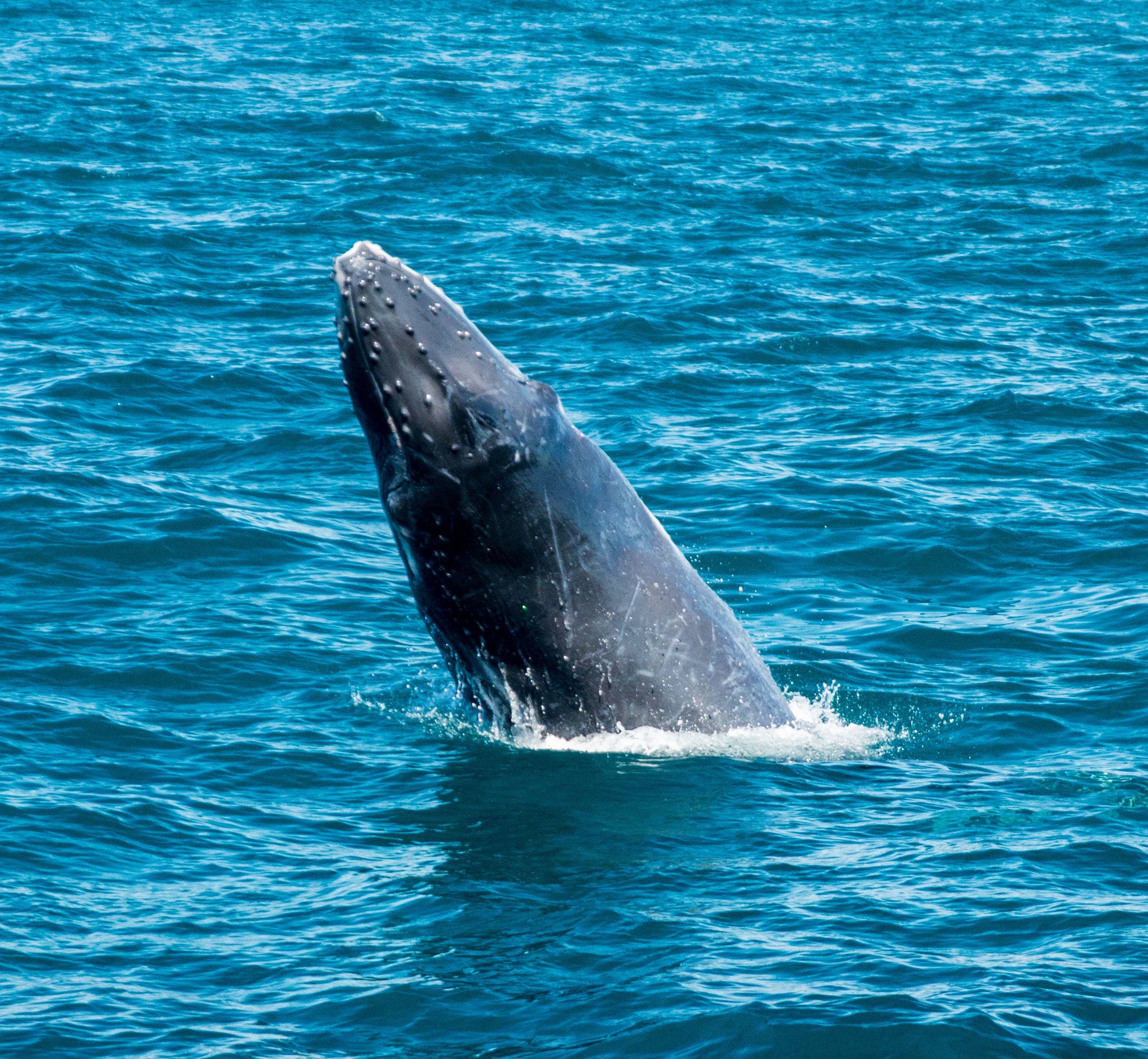 Ocean Eco Adventures | Australia's Coral Coast