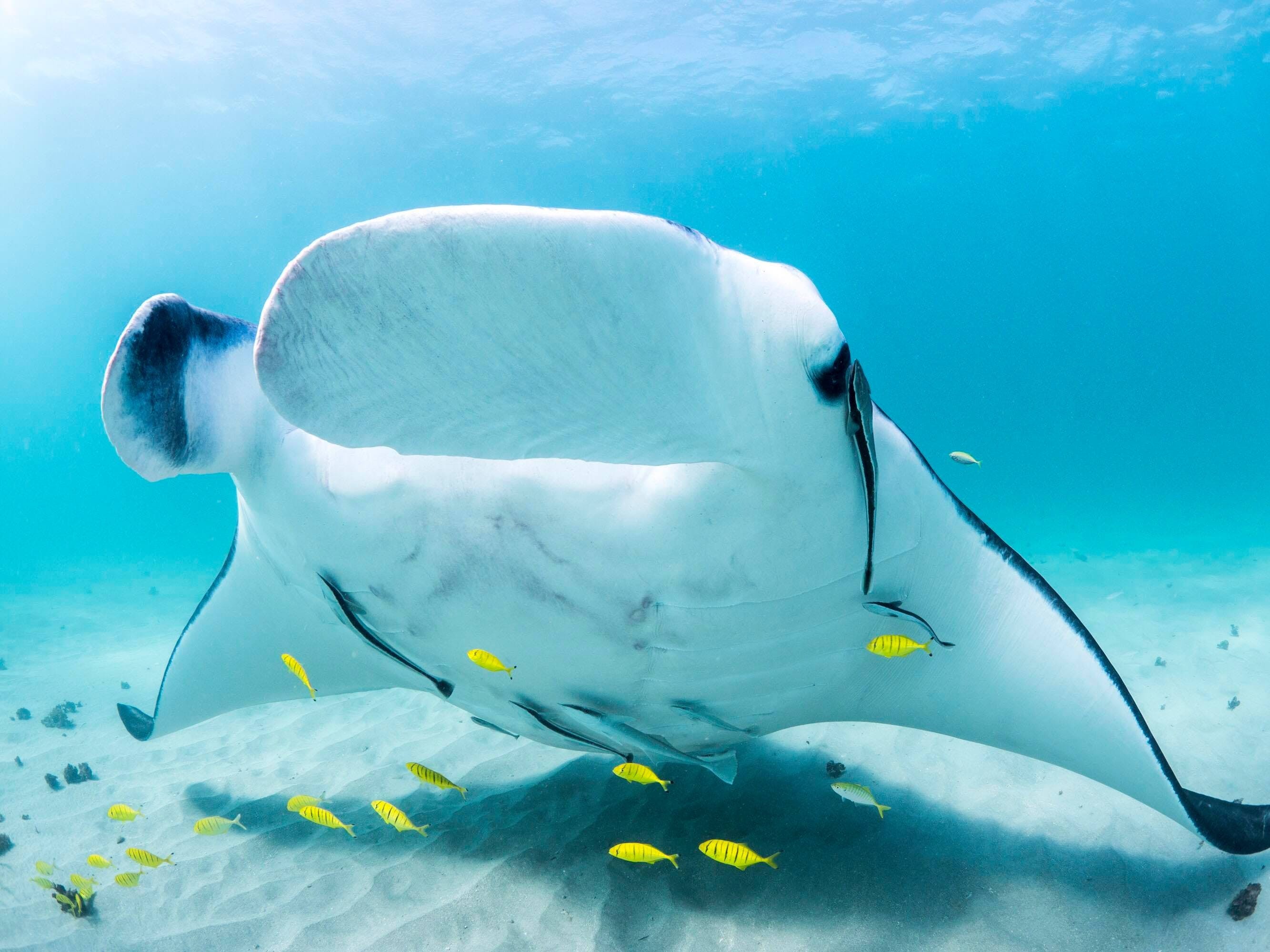 Ningaloo: Your Ultimate Guide to the Region, Coast & Reef