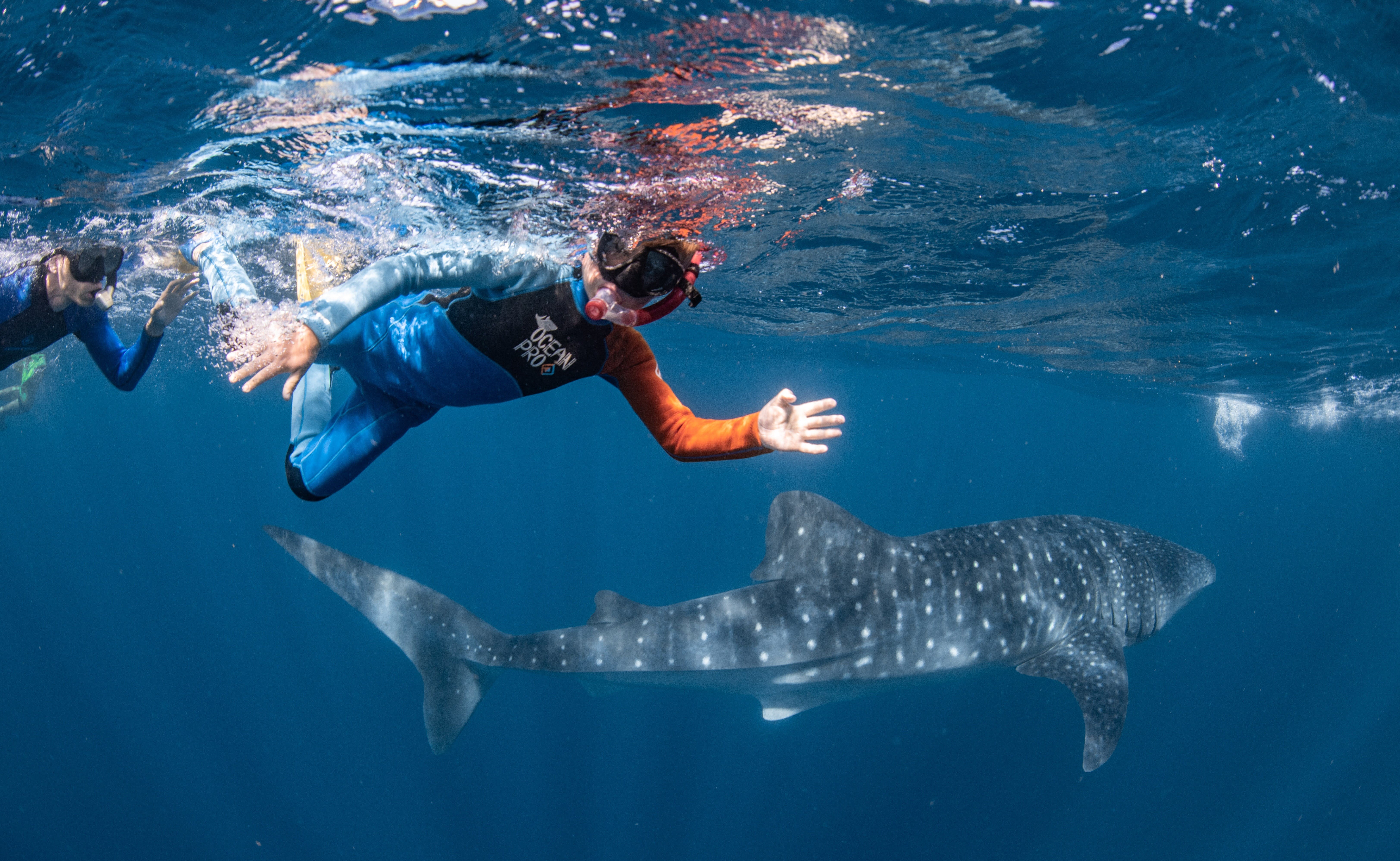 Whale Shark Safari | Australia's Coral Coast