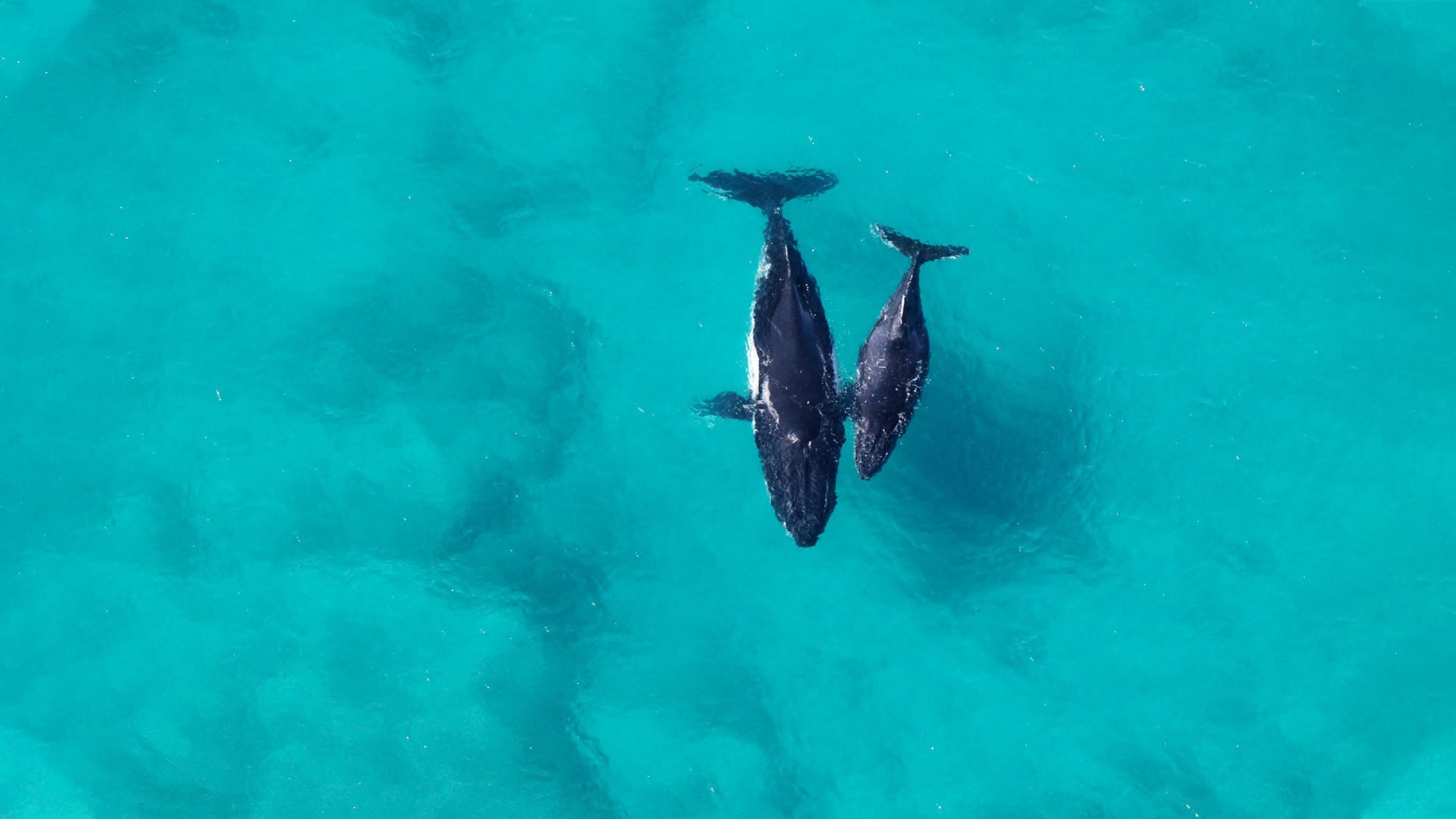 Birds Eye View | Australia's Coral Coast