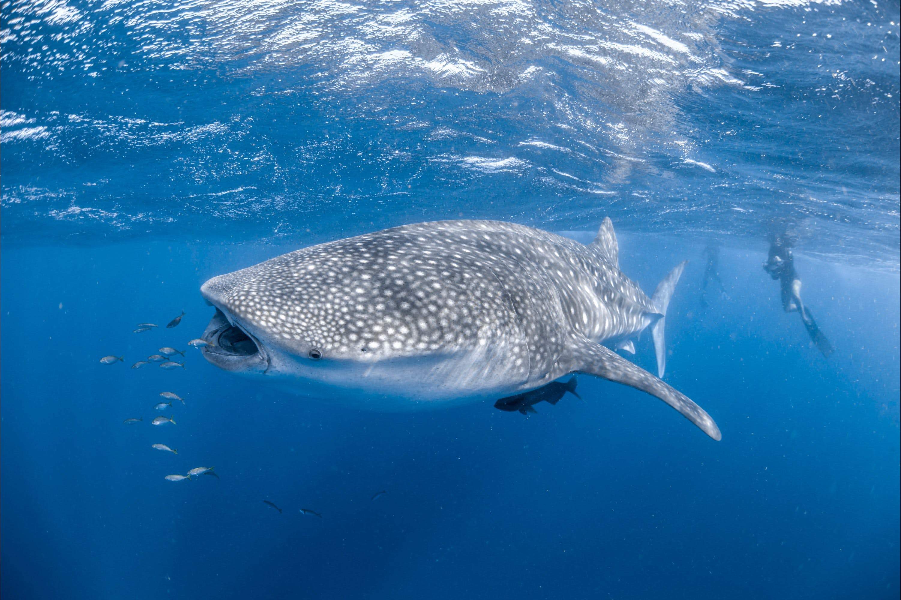 Ningaloo Reef Dive and Snorkel | Australia's Coral Coast