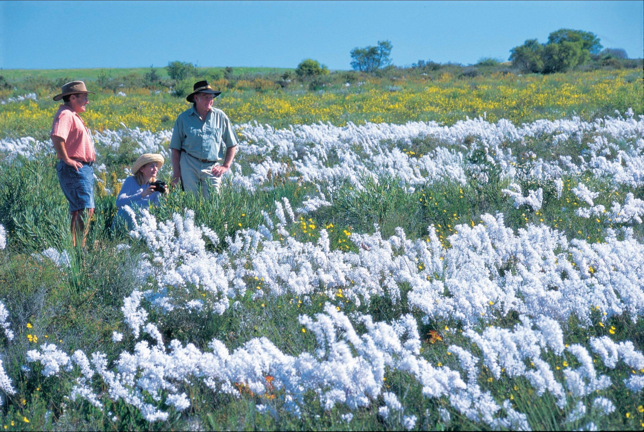 Carnamah-Eneabba Wildflower Drive | Australia's Coral Coast
