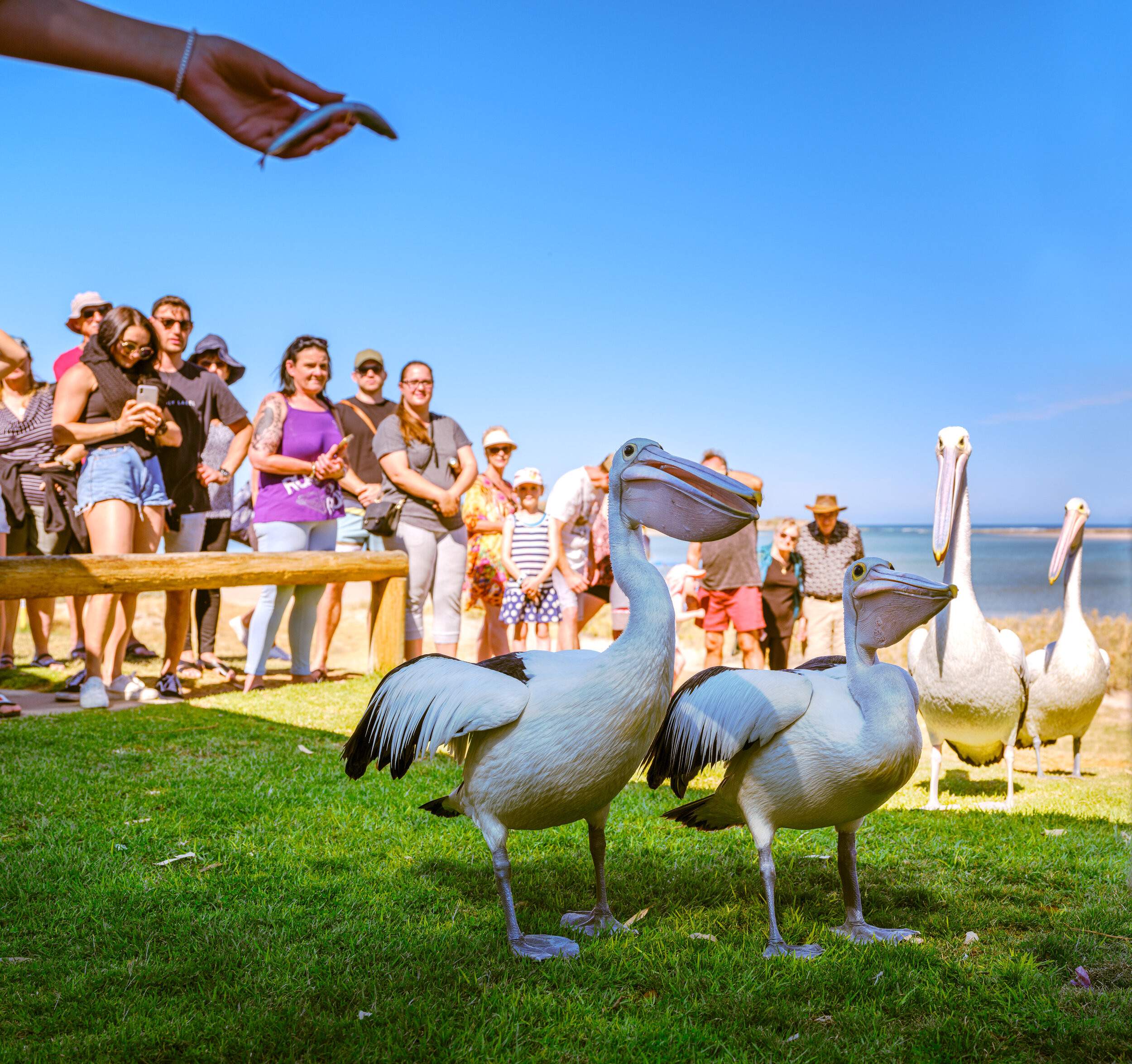 Pelican Feeding | Australia's Coral Coast