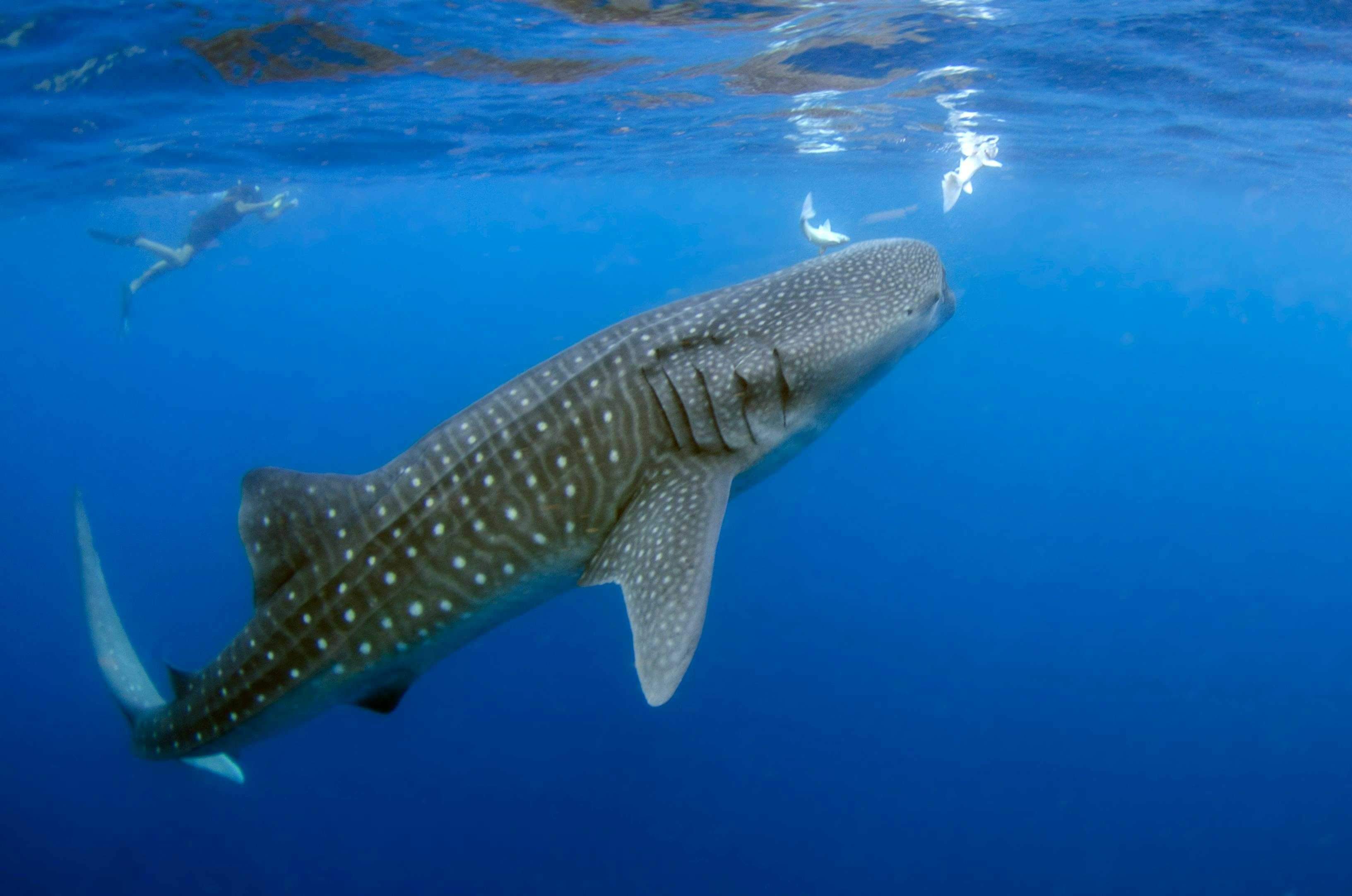 Ningaloo: Your Ultimate Guide to the Region, Coast & Reef