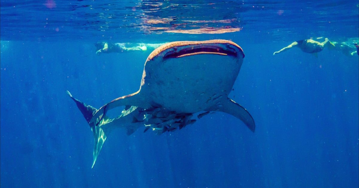 Ocean Eco Adventures | Australia's Coral Coast