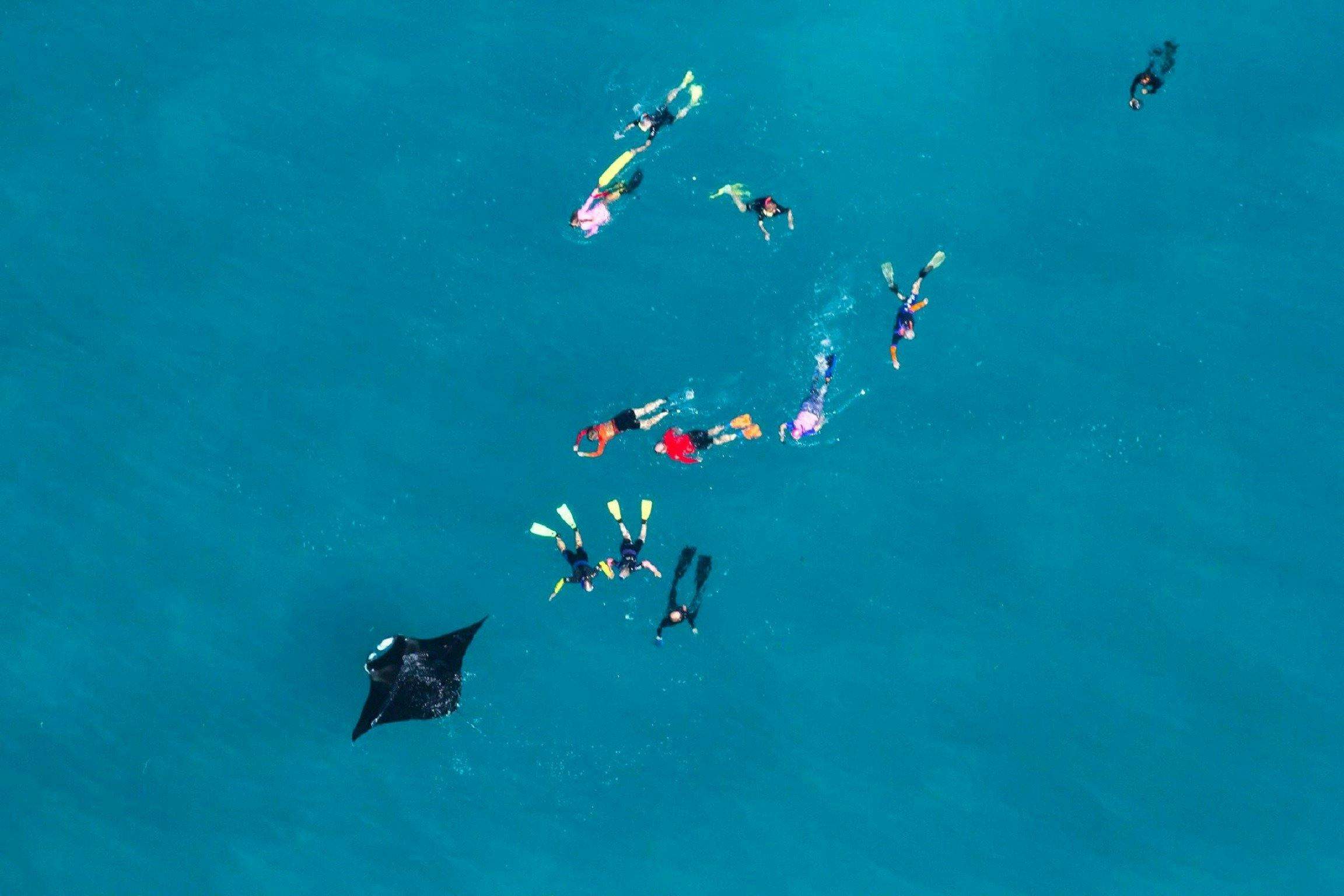 Manta Ray Interaction 'Best of Ningaloo' | Australia's Coral Coast