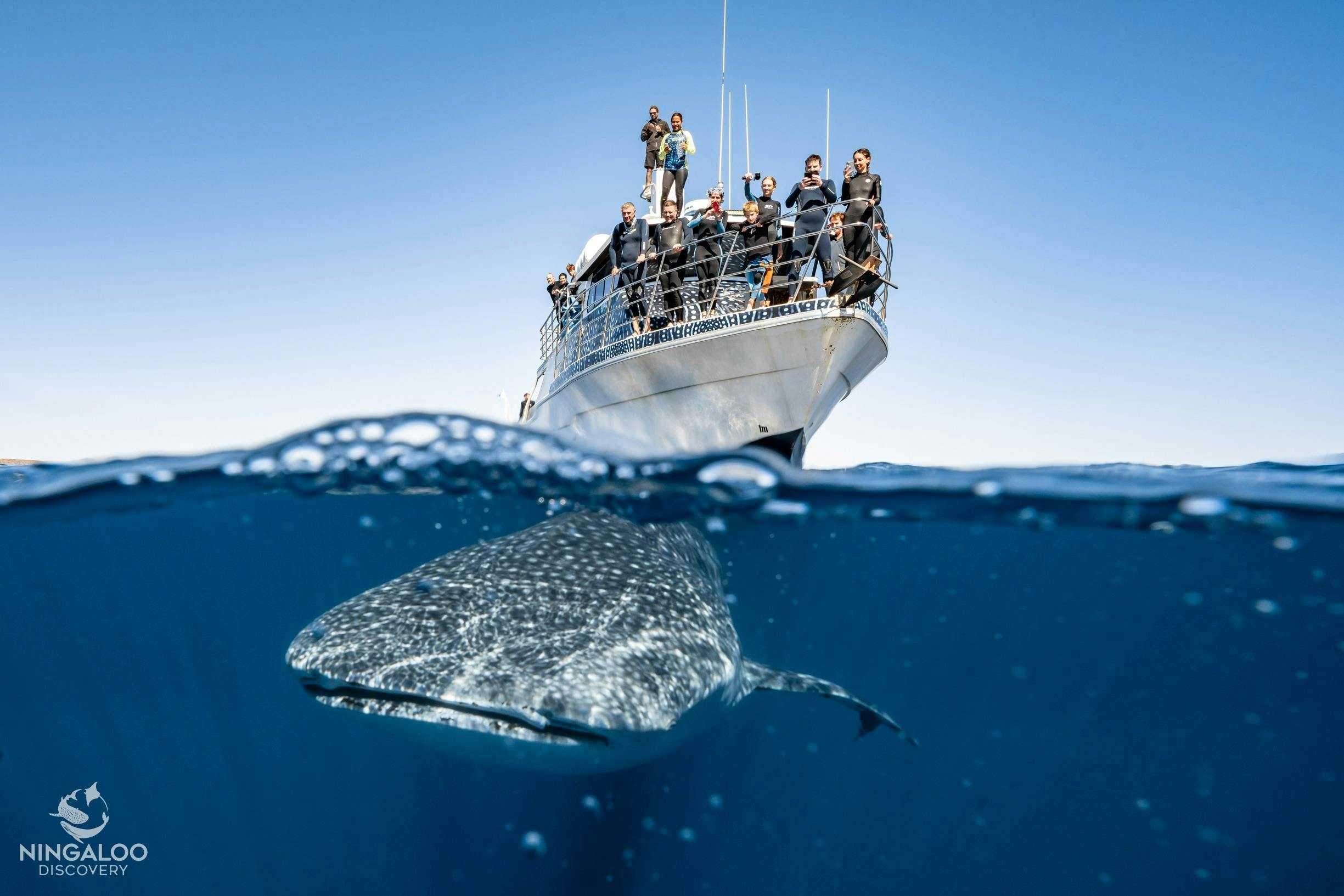 Ningaloo: Your Ultimate Guide to the Region, Coast & Reef