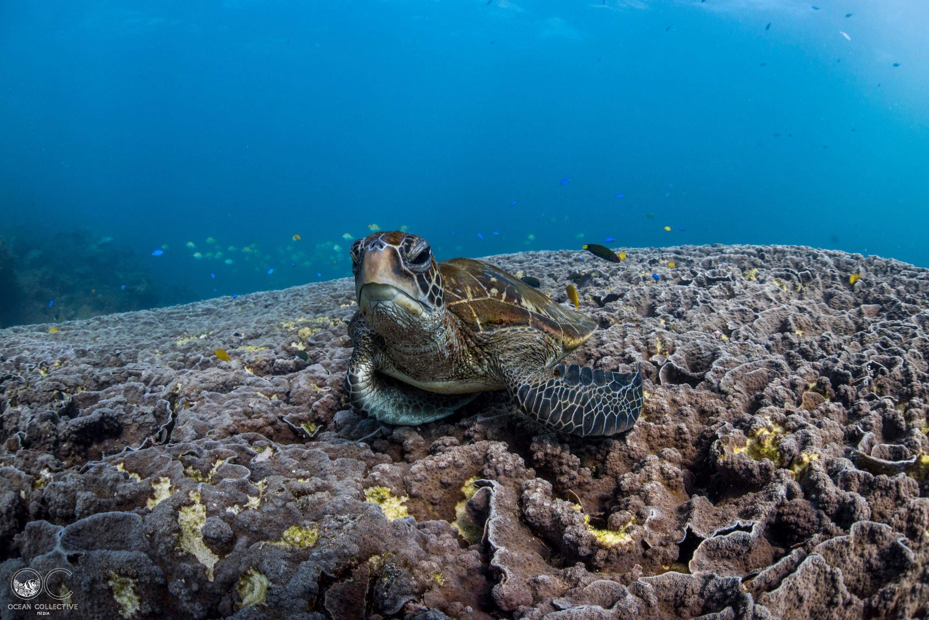 Ningaloo Reef Dive and Snorkel | Australia's Coral Coast